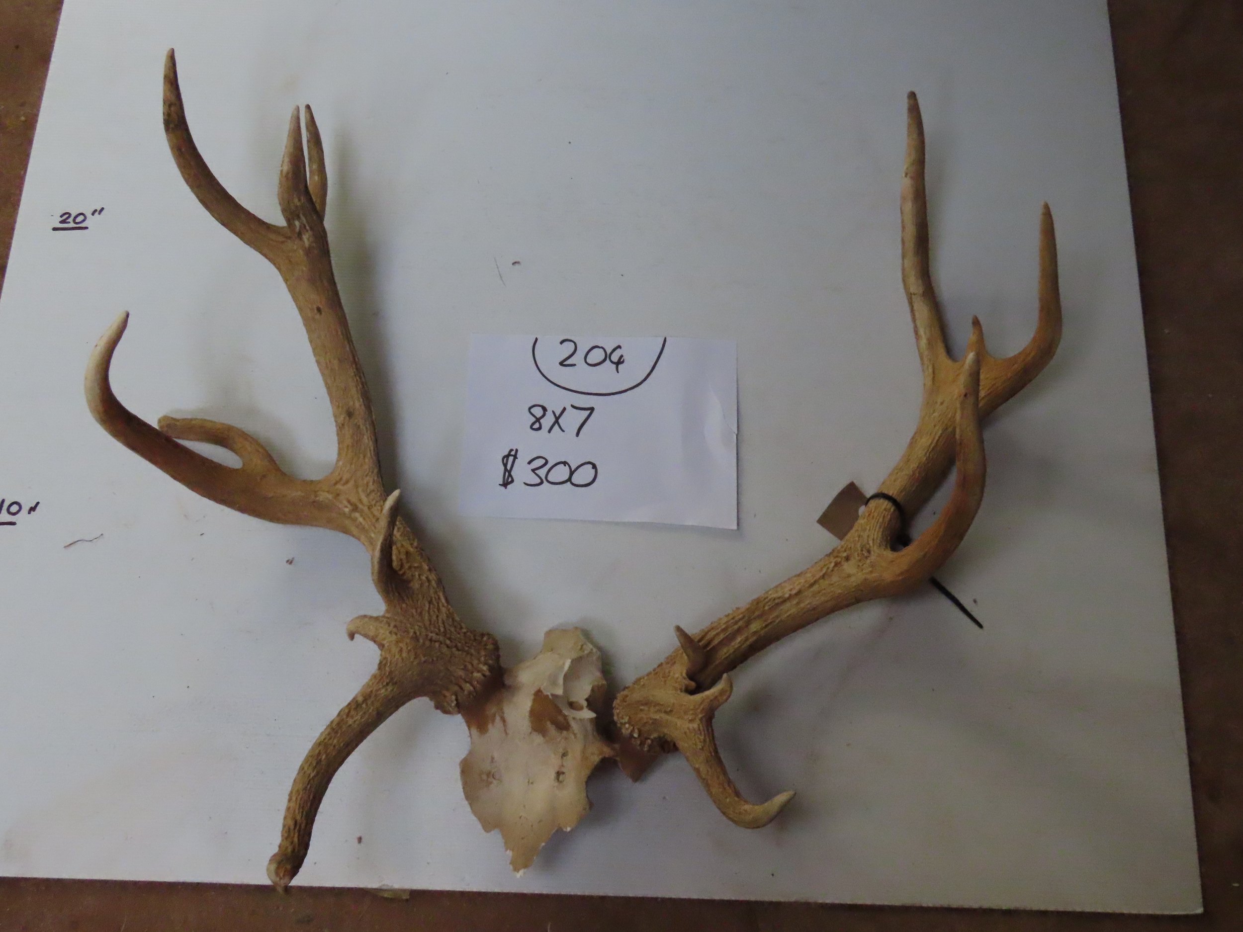 FOR SALE - ANTLERS — Queensland - Antlers and Taxidermy Products