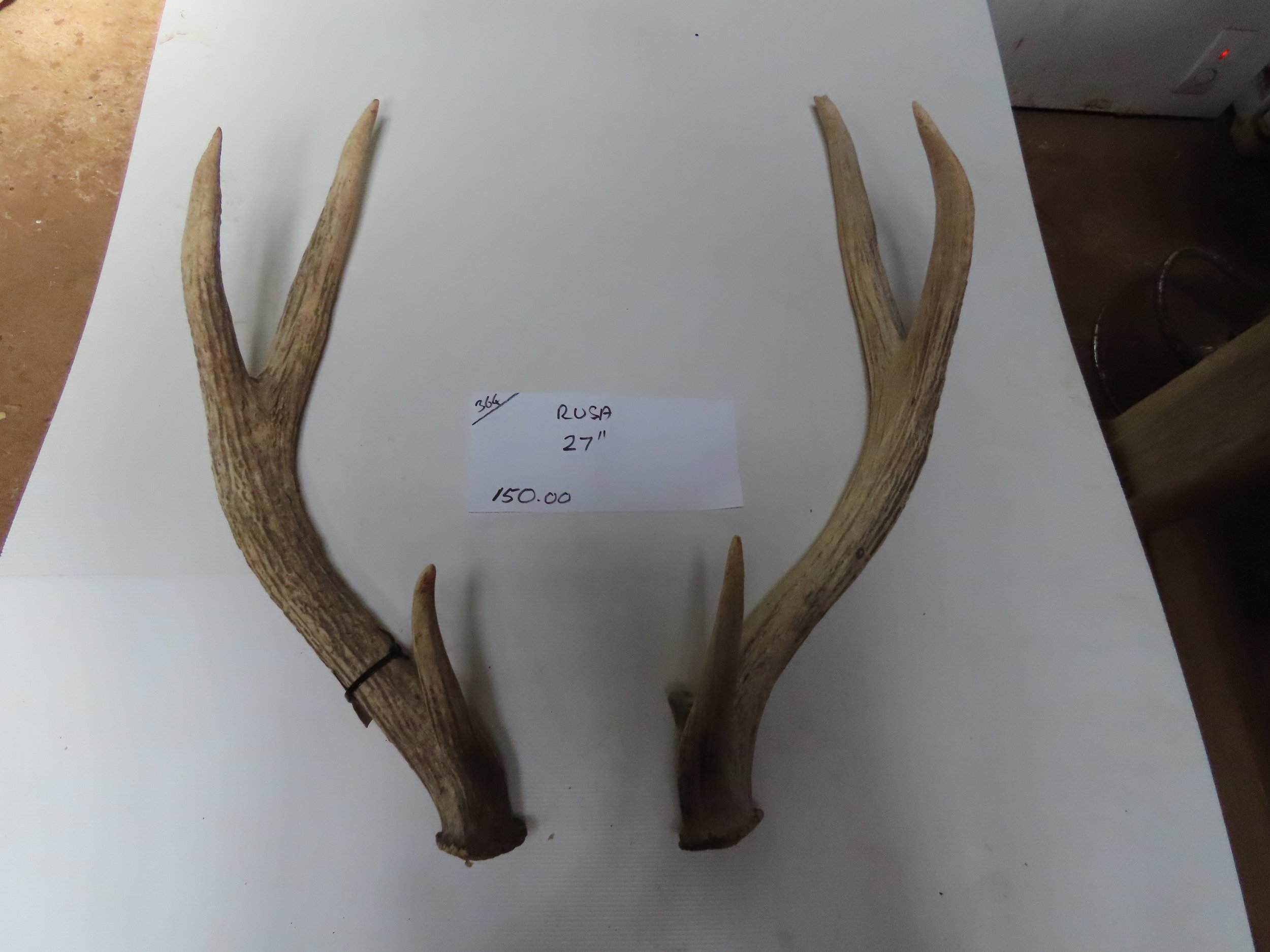 FOR SALE - ANTLERS — Queensland - Antlers and Taxidermy Products