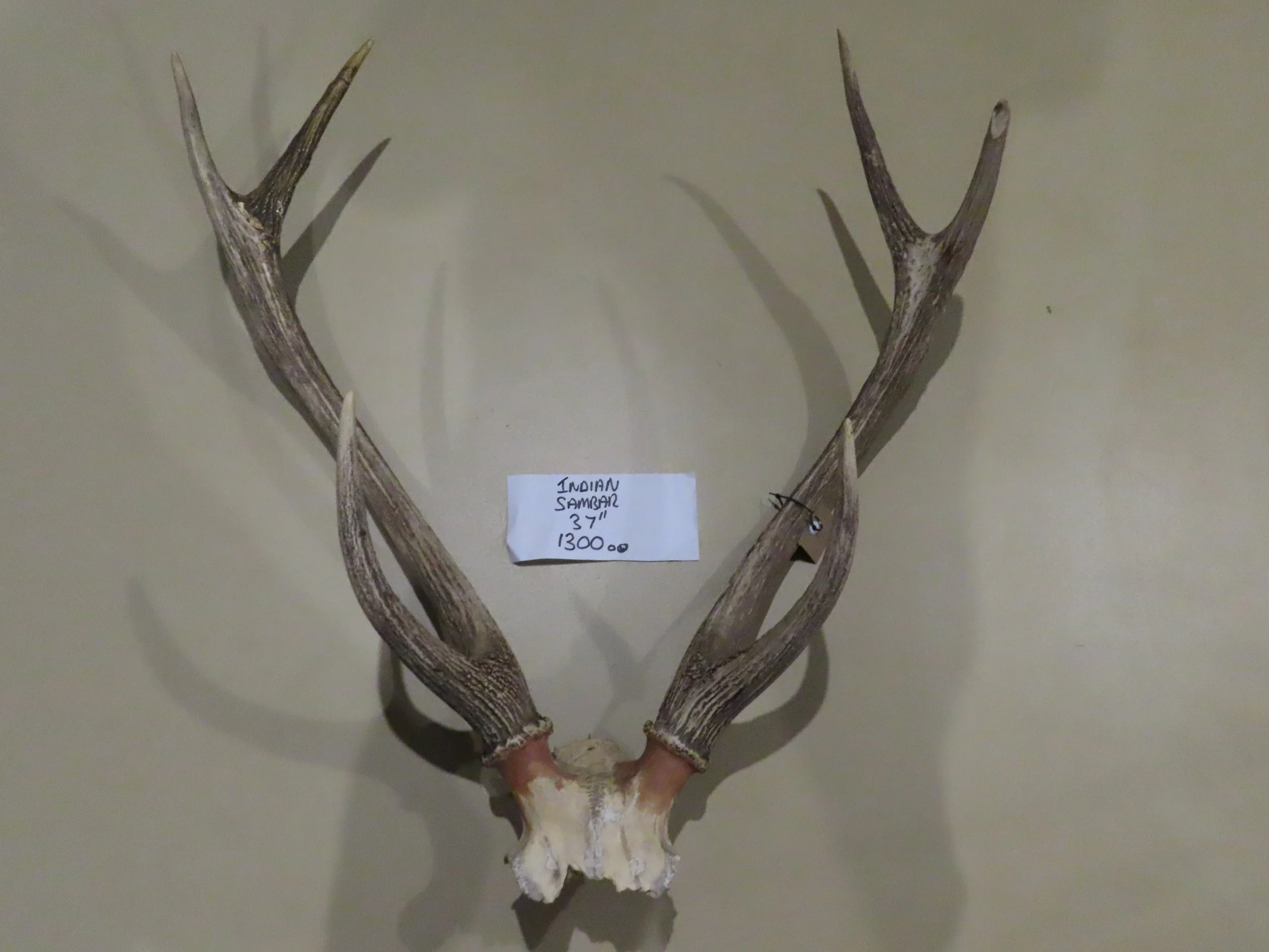 FOR SALE - ANTLERS — Queensland - Antlers and Taxidermy Products