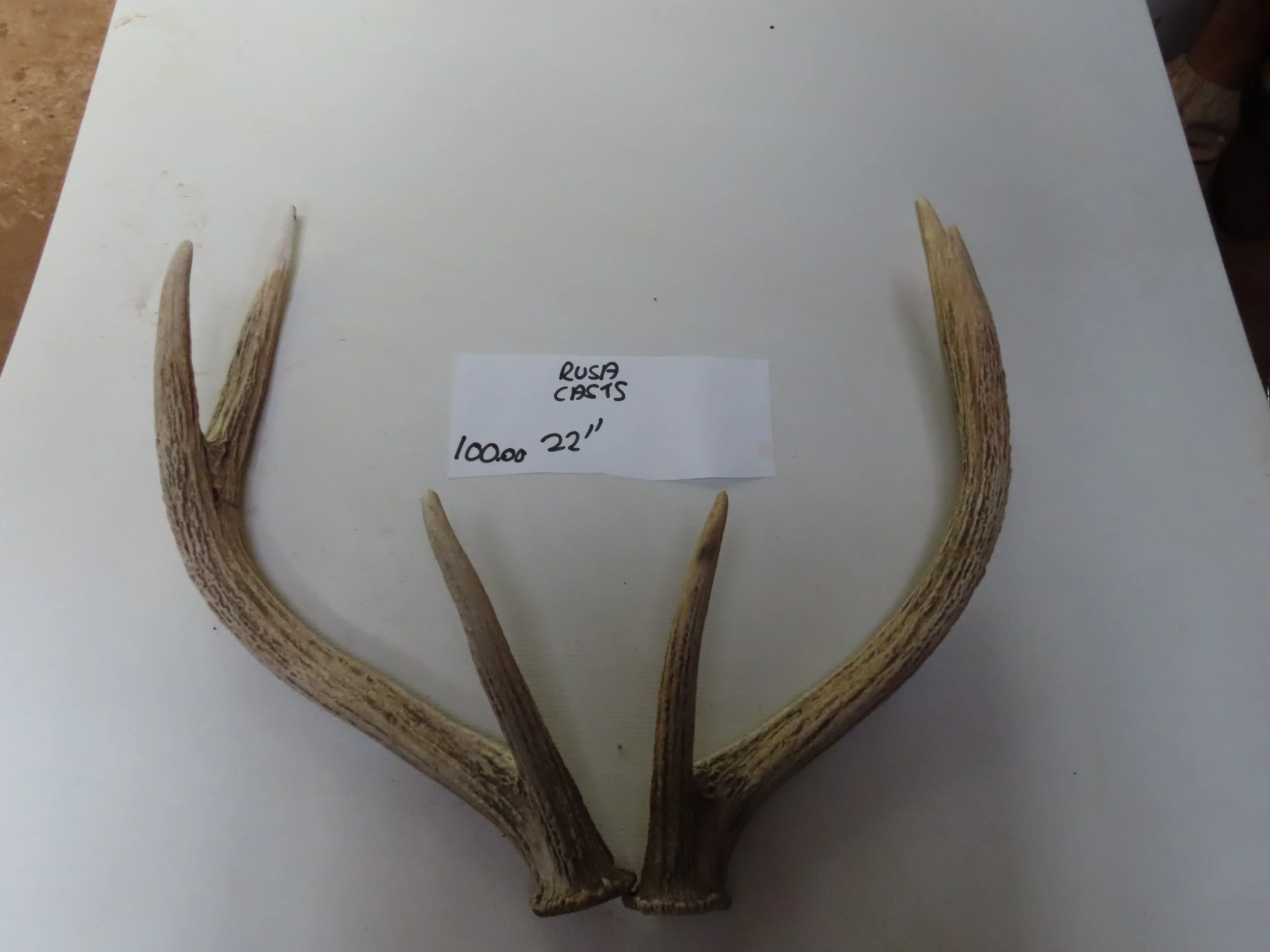 FOR SALE - ANTLERS — Queensland - Antlers and Taxidermy Products