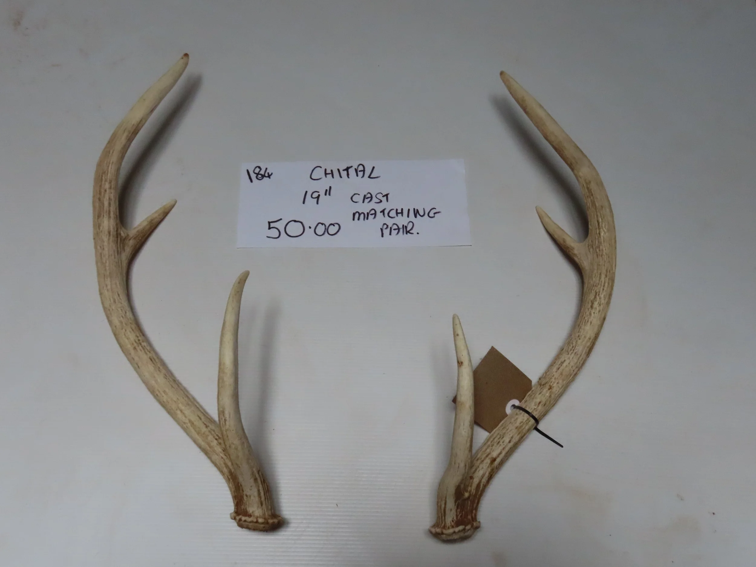 FOR SALE - ANTLERS — Queensland - Antlers and Taxidermy Products