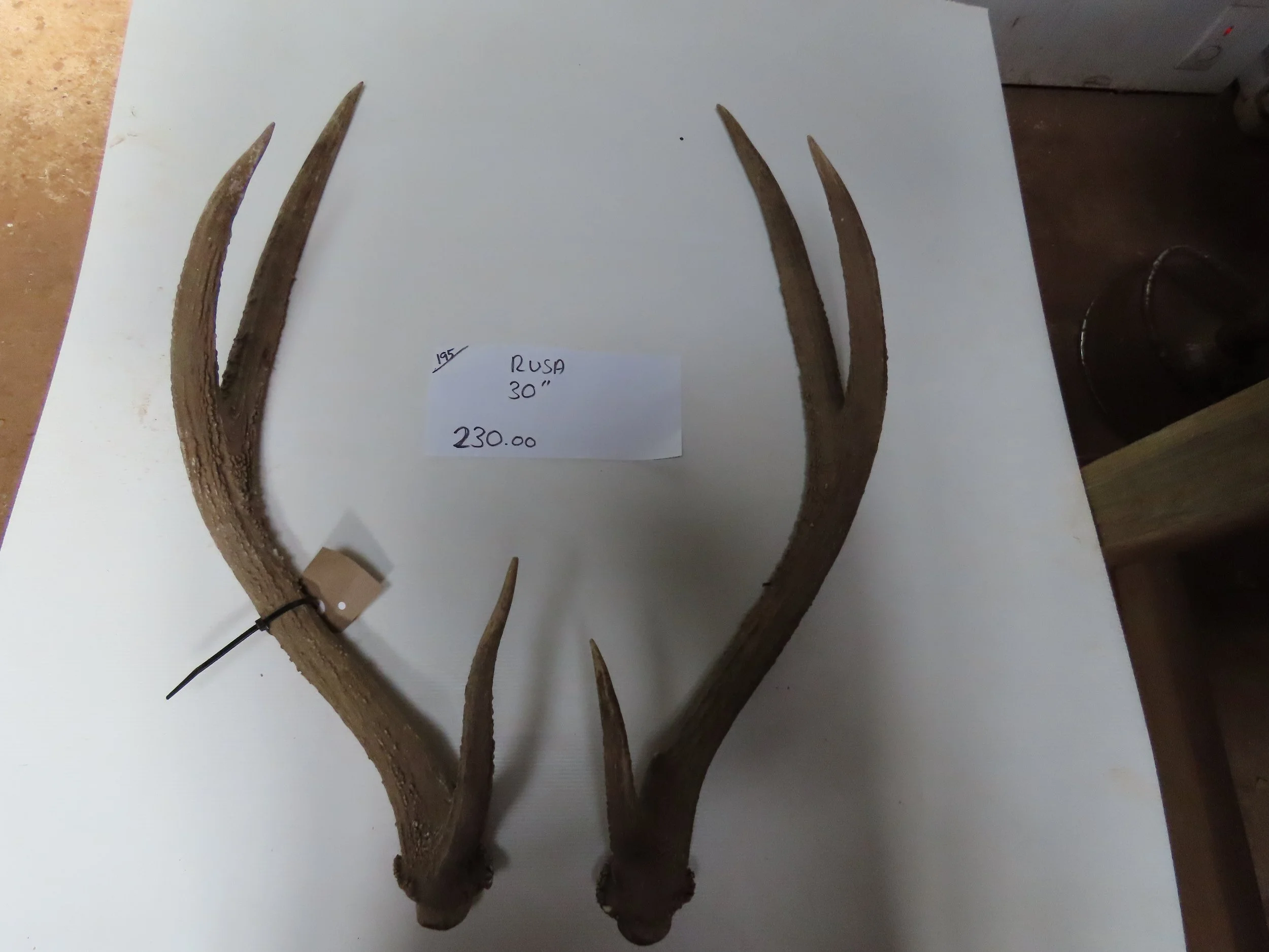 FOR SALE - ANTLERS — Queensland - Antlers and Taxidermy Products