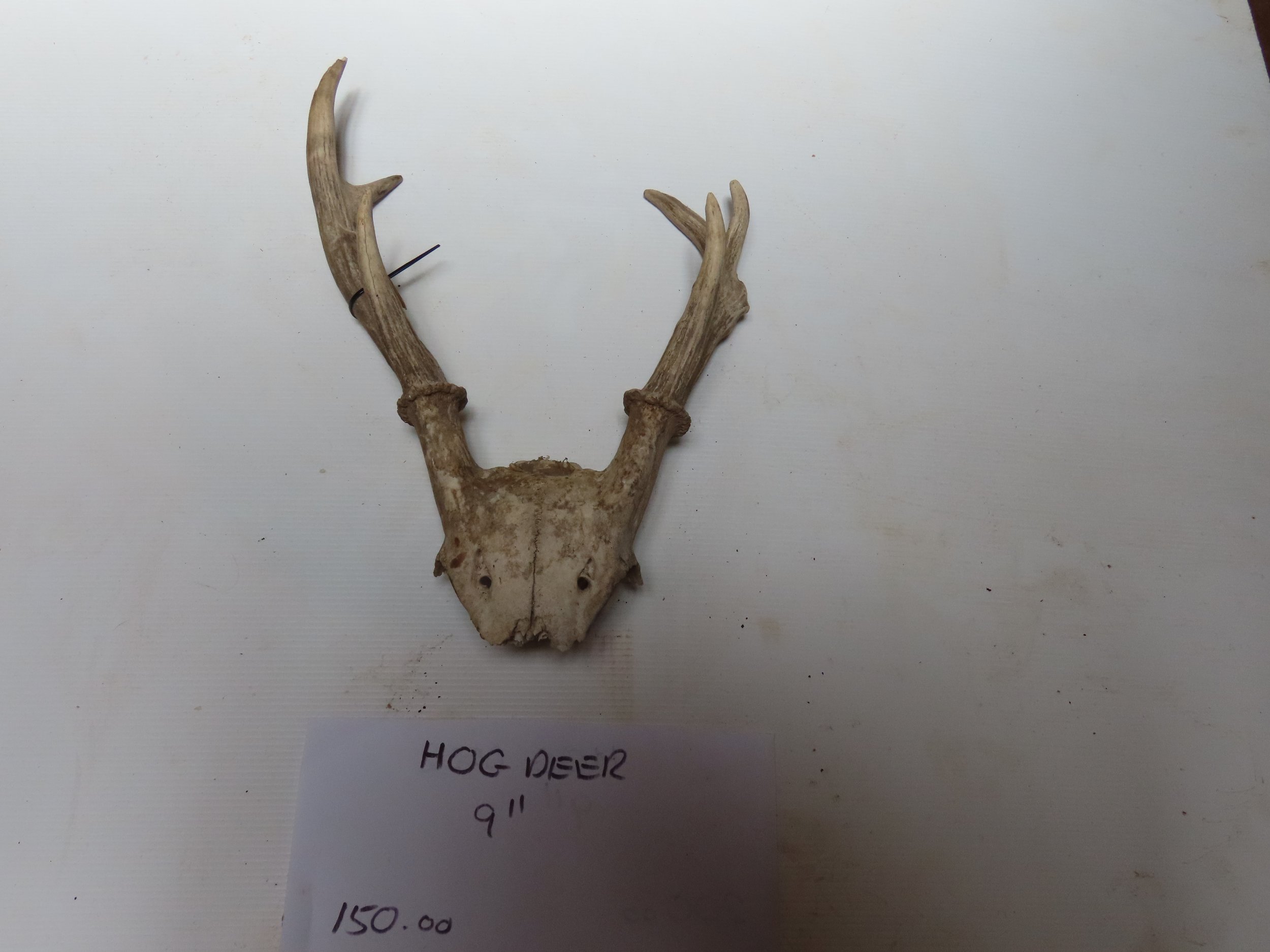 FOR SALE - ANTLERS — Queensland - Antlers and Taxidermy Products