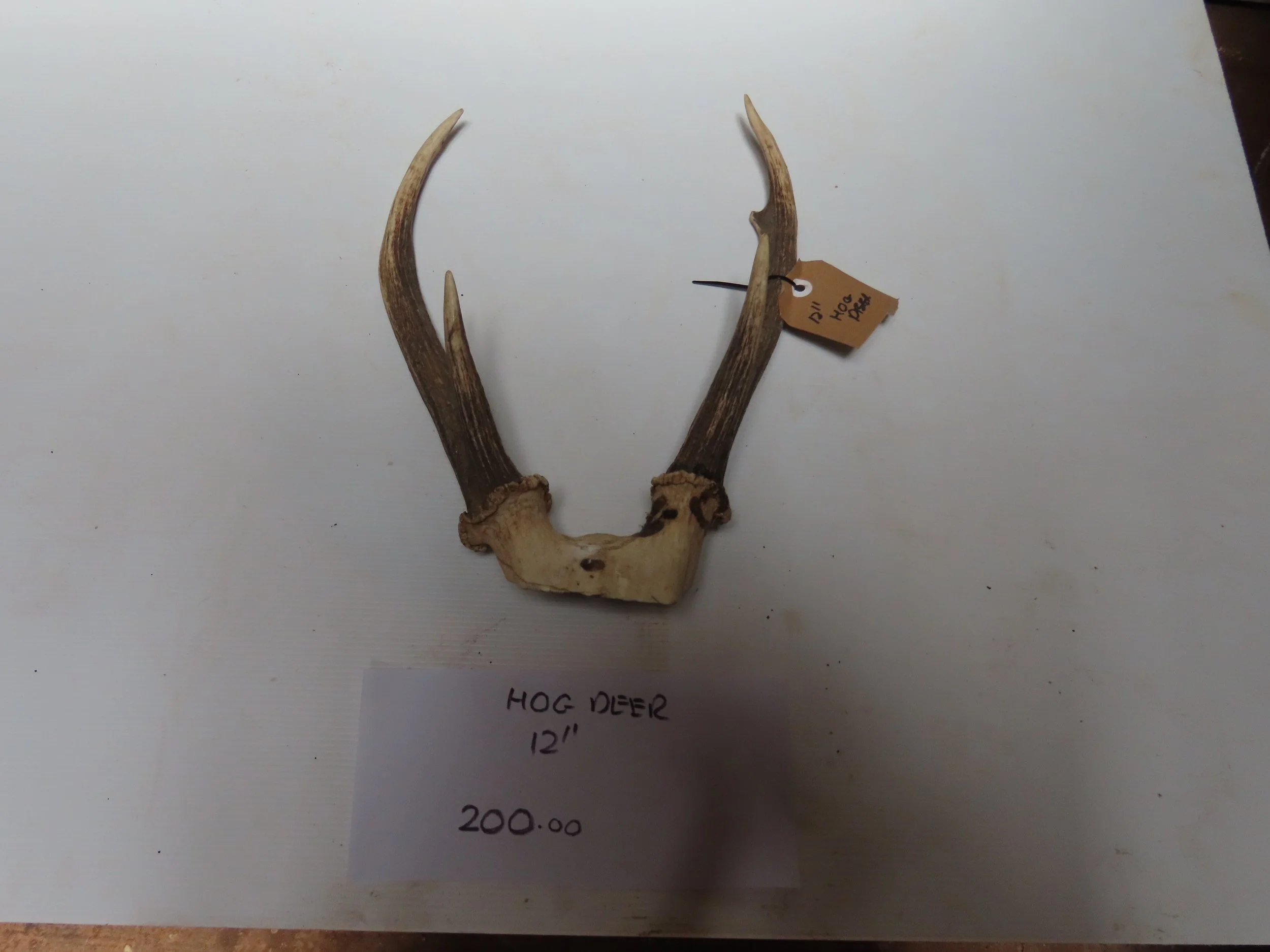 FOR SALE - ANTLERS — Queensland - Antlers and Taxidermy Products