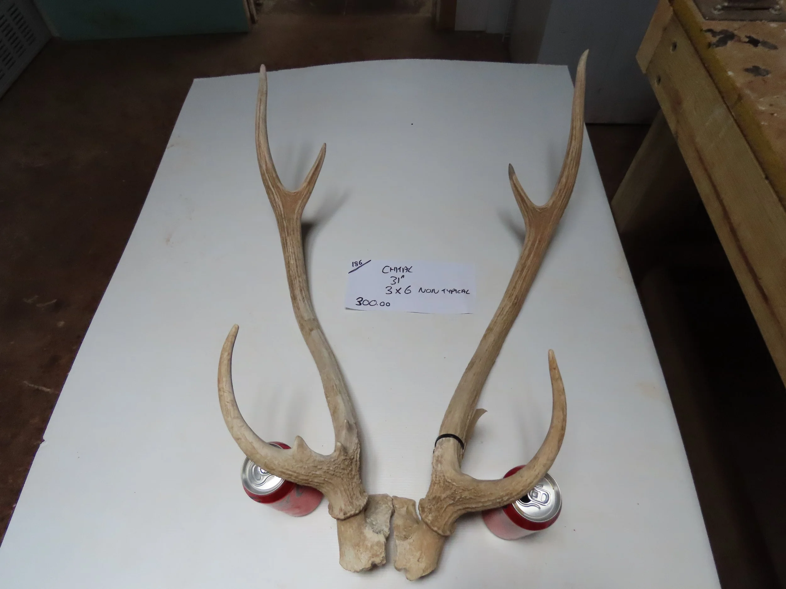 FOR SALE - ANTLERS — Queensland - Antlers and Taxidermy Products