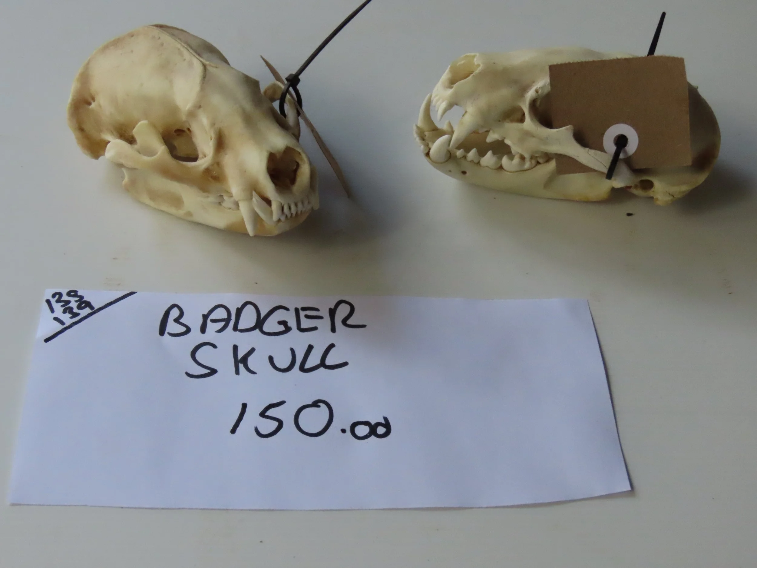 FOR SALE - MISC — Queensland - Antlers and Taxidermy Products