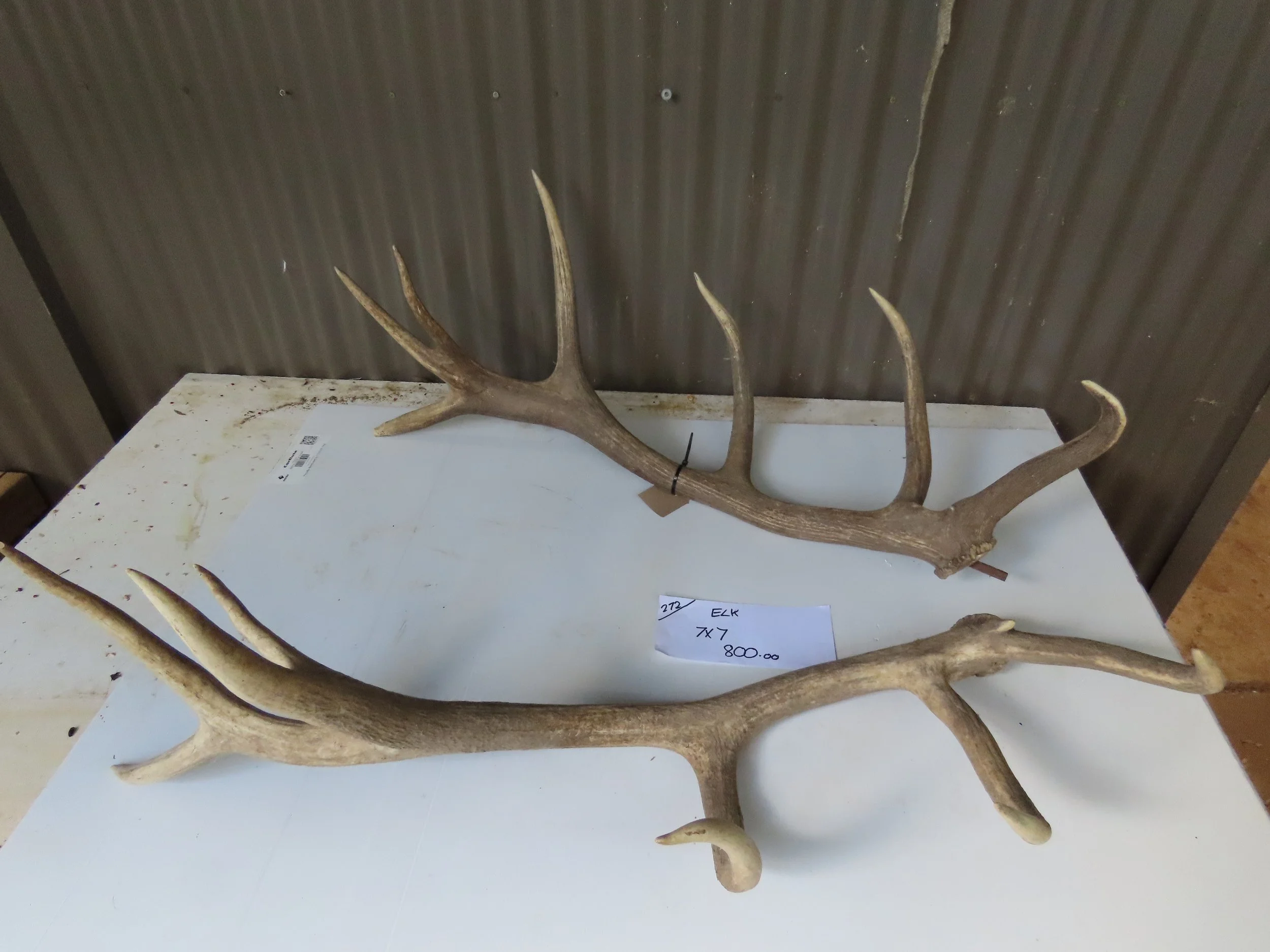 FOR SALE - ANTLERS — Queensland - Antlers and Taxidermy Products