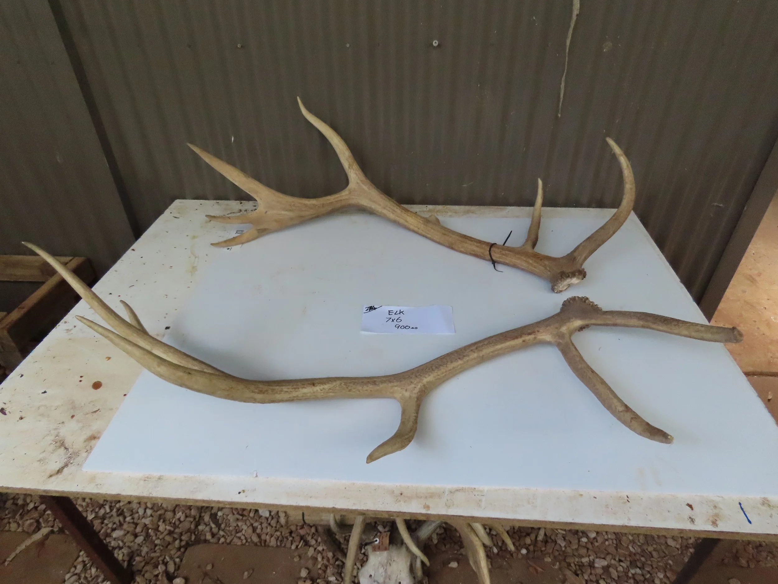 FOR SALE - ANTLERS — Queensland - Antlers and Taxidermy Products