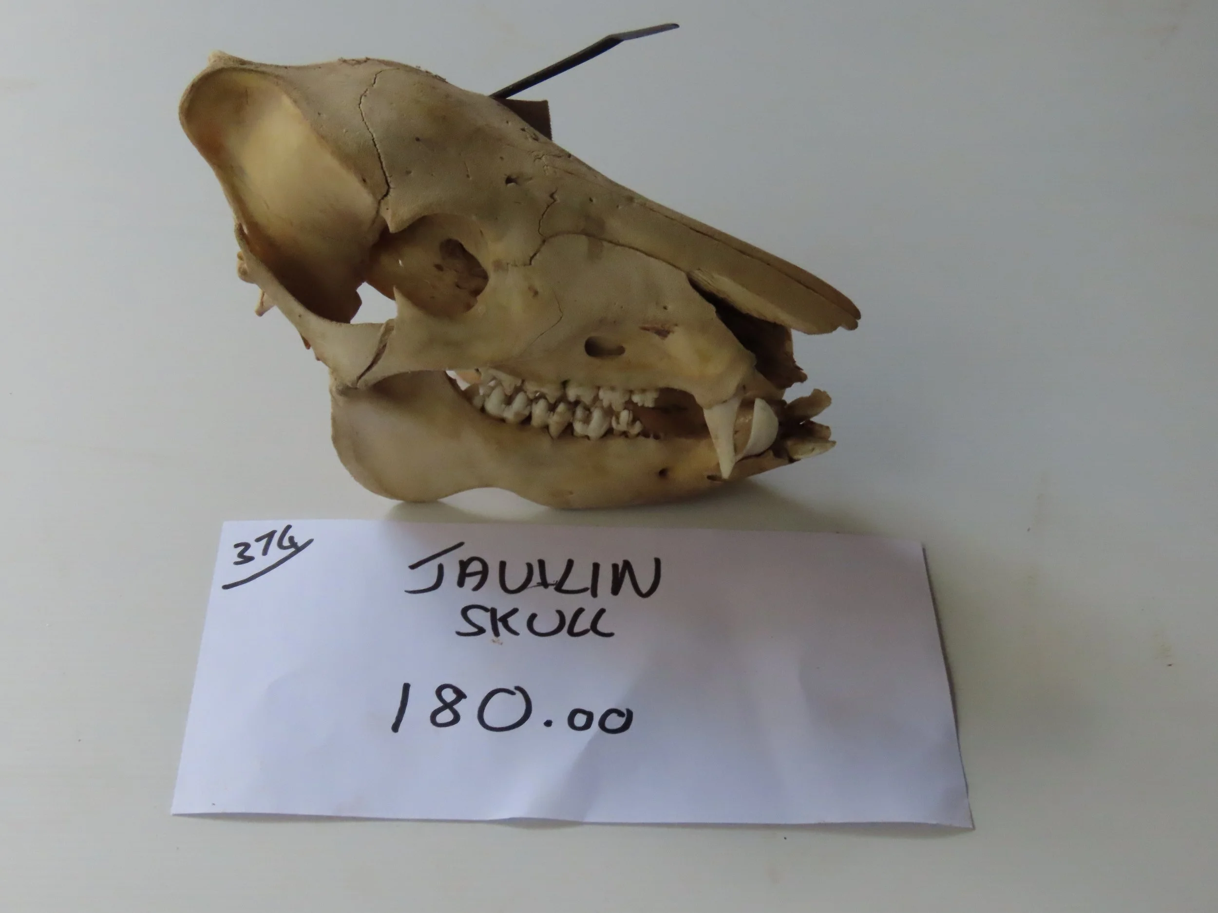 FOR SALE - MISC — Queensland - Antlers and Taxidermy Products