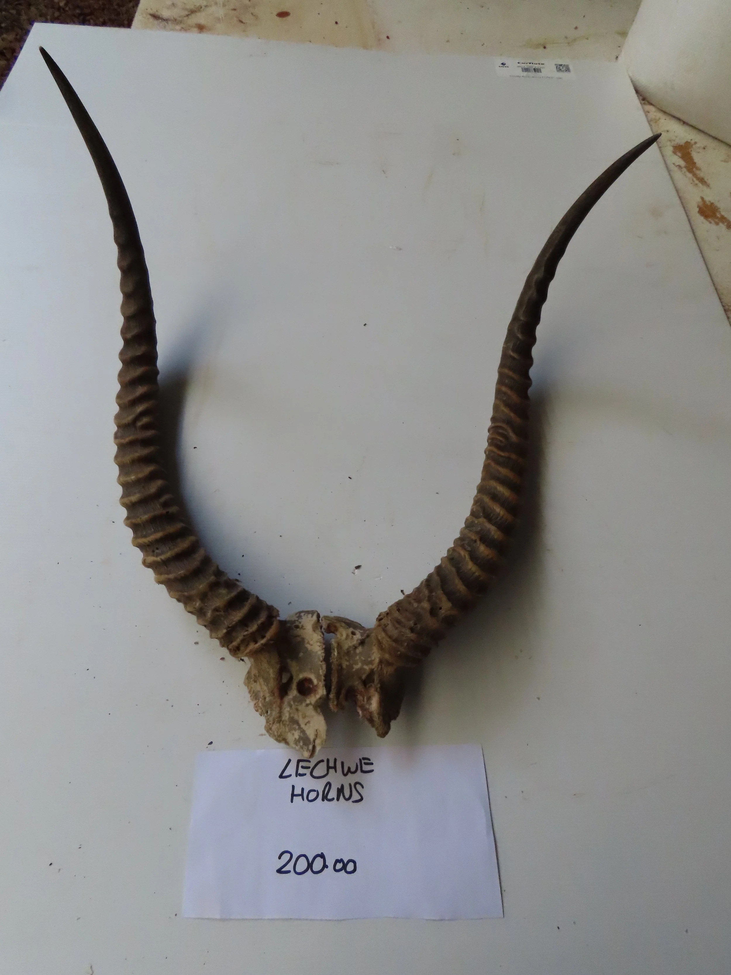 FOR SALE - MISC — Queensland - Antlers and Taxidermy Products
