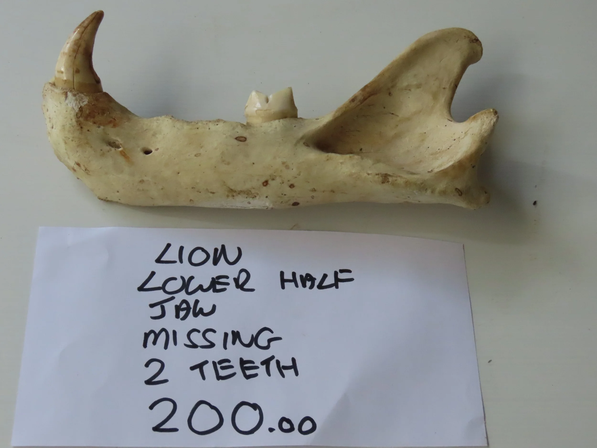 FOR SALE - MISC — Queensland - Antlers and Taxidermy Products