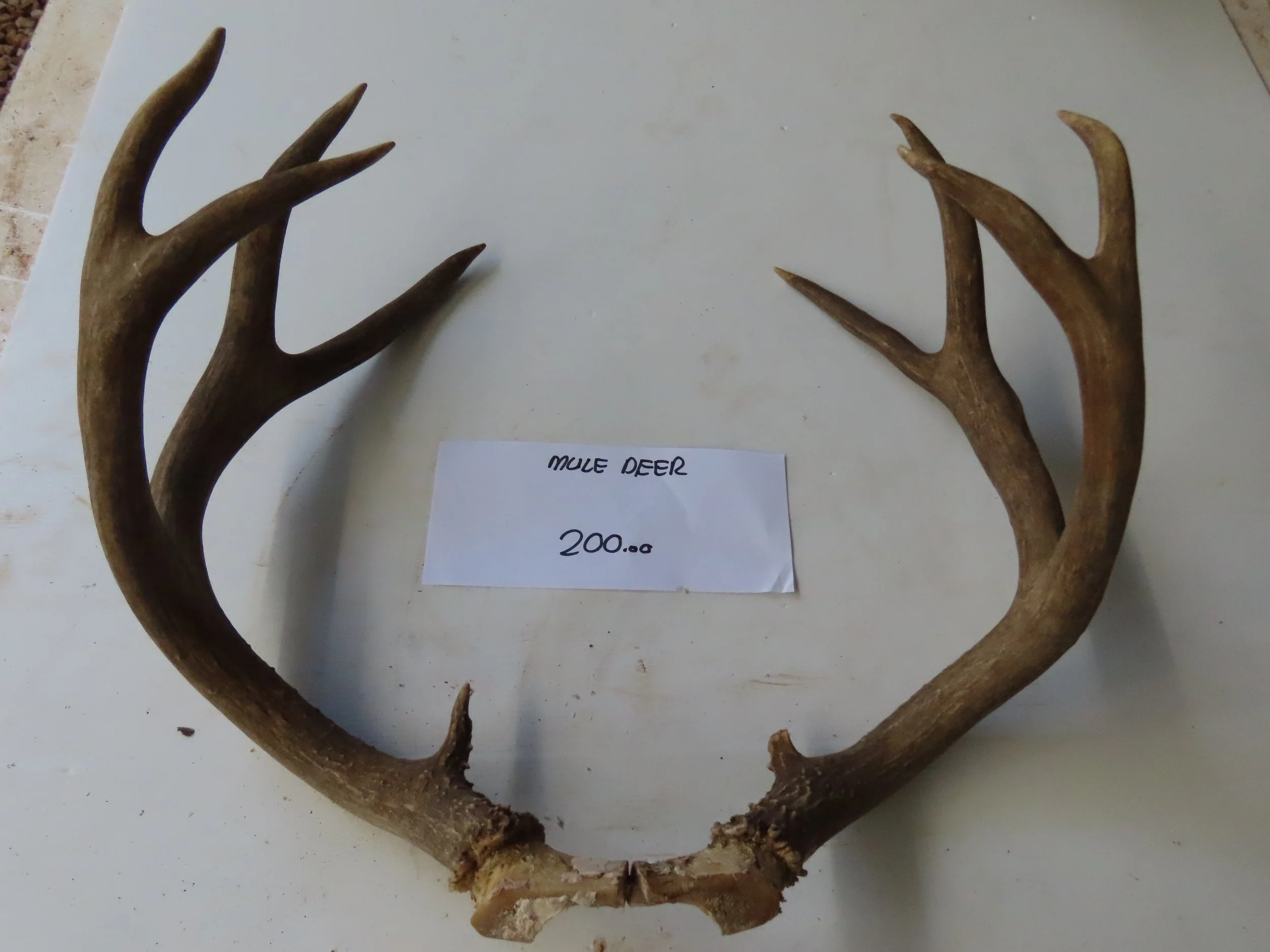 FOR SALE - WHITETAIL/MULE DEER — Queensland - Antlers and Taxidermy ...