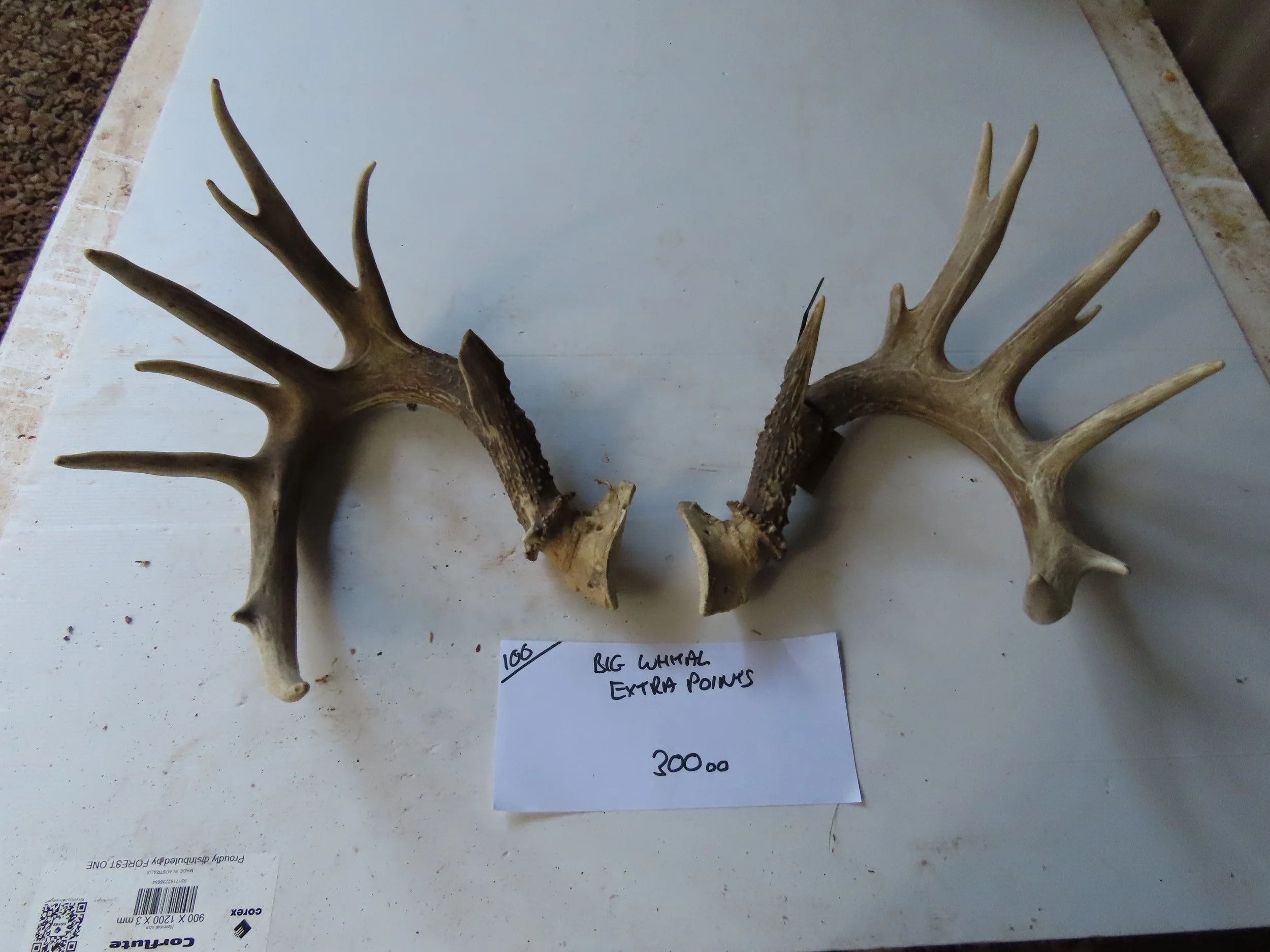 FOR SALE - WHITETAIL/MULE DEER — Queensland - Antlers and Taxidermy ...