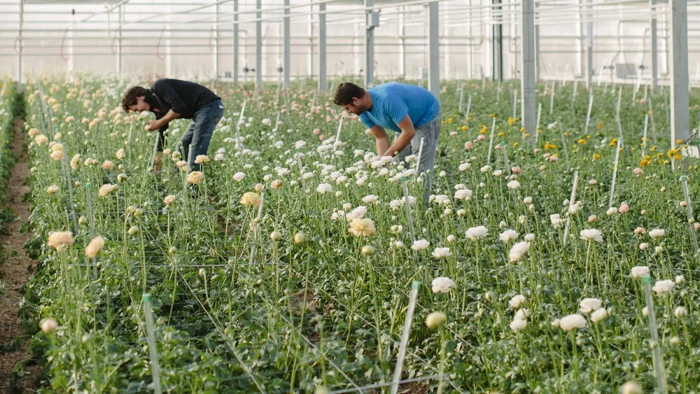 Small Flower Farm Australia | Best Flower Site