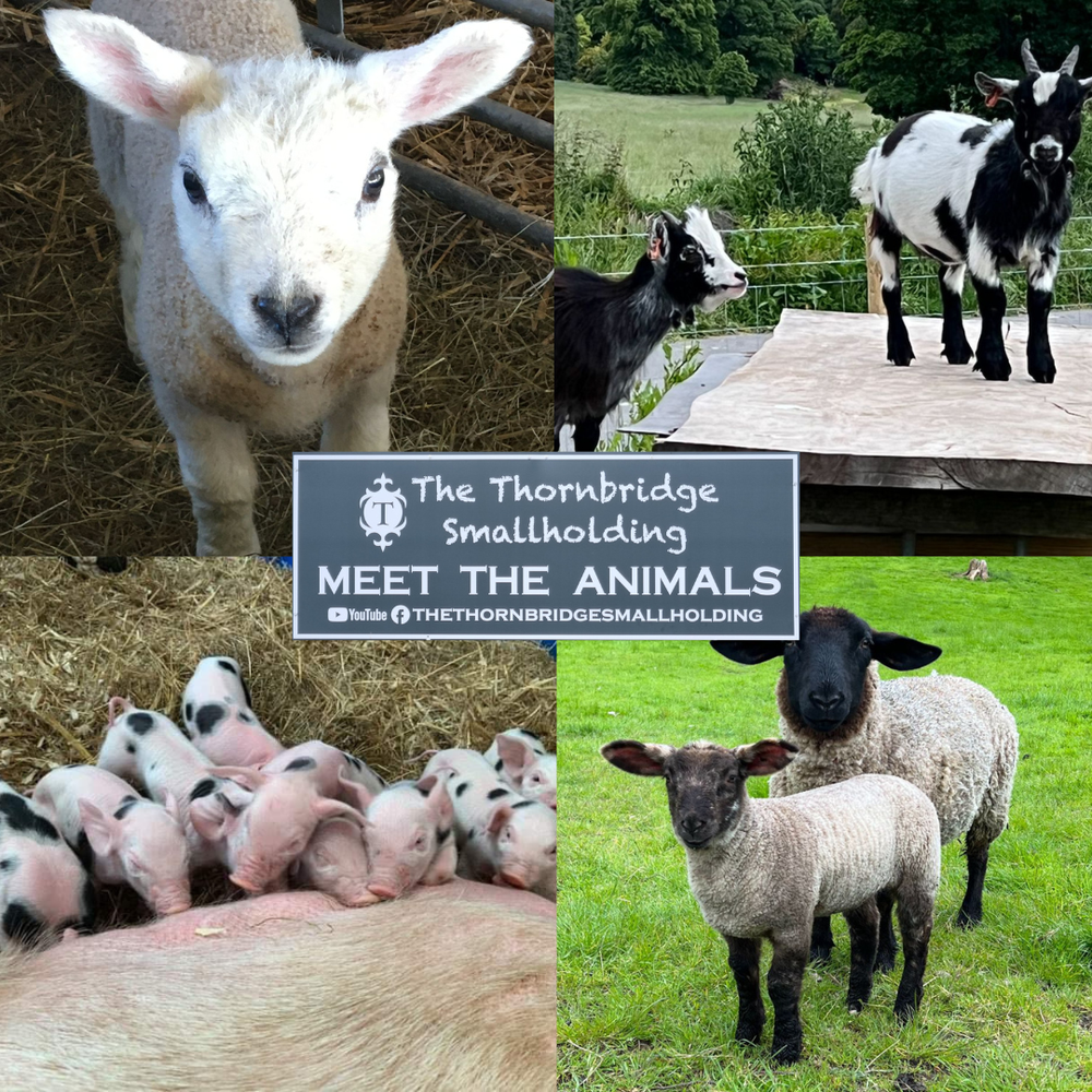 Meet The Animals — Thornbridge Estate in the Peak District