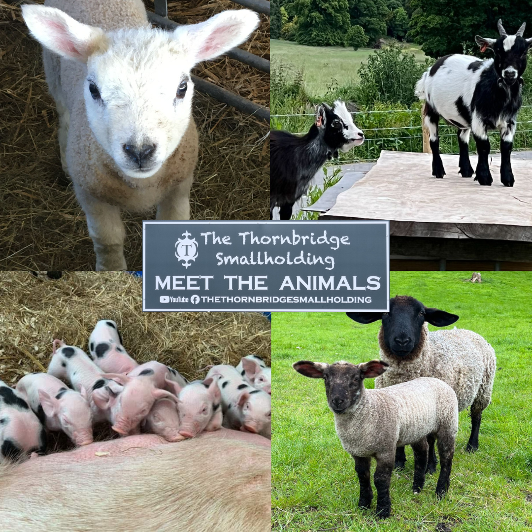 Meet The Animals — Thornbridge Estate in the Peak District