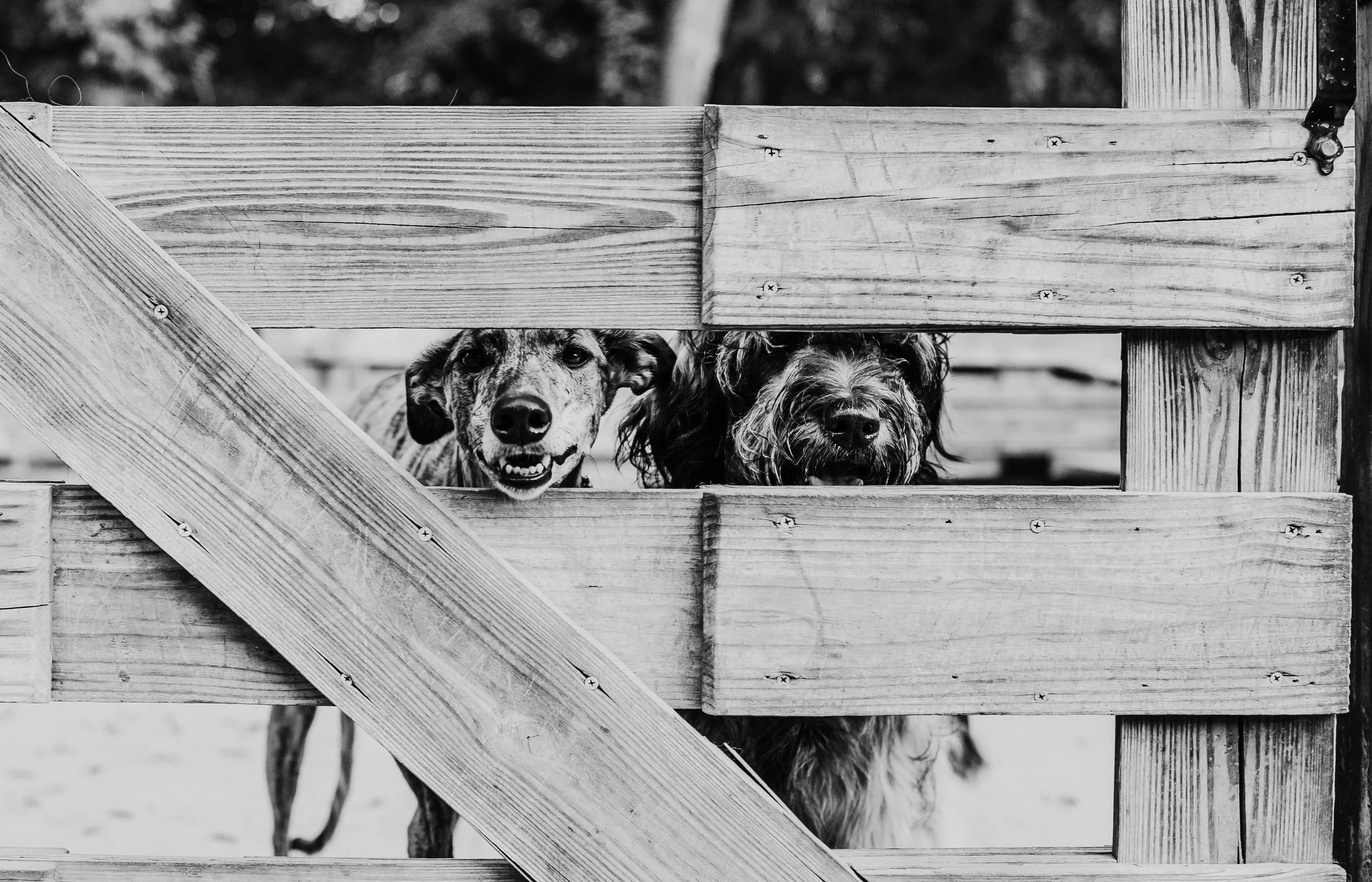Tonya Dean Photography