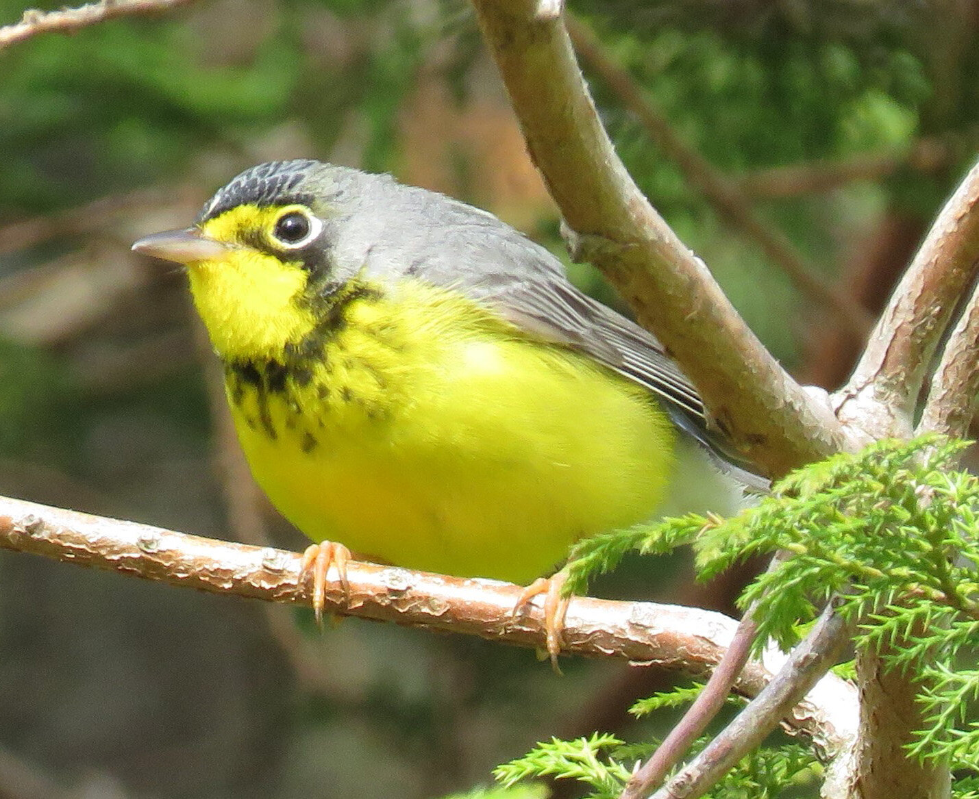 The Wild Bird Project 2018-2020 — Friends of the Public Gardens