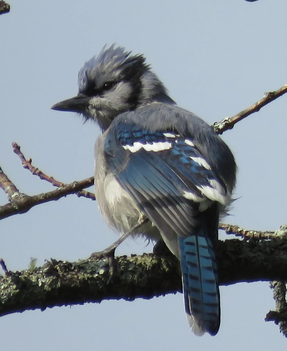 The Wild Bird Project 2018-2020 — Friends of the Public Gardens