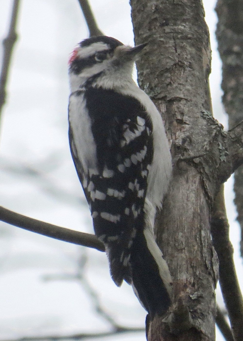 The Wild Bird Project 2018-2020 — Friends of the Public Gardens