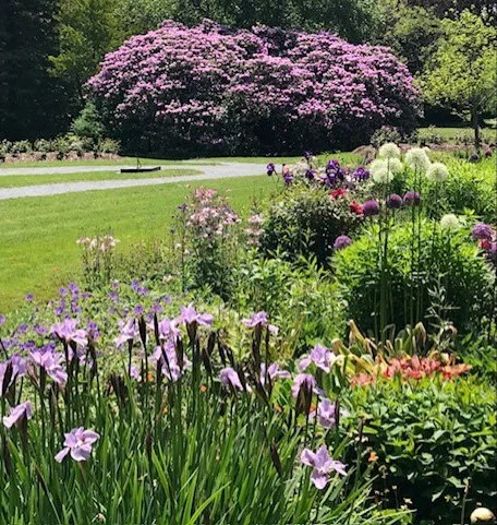 What's Blooming — Friends of the Public Gardens