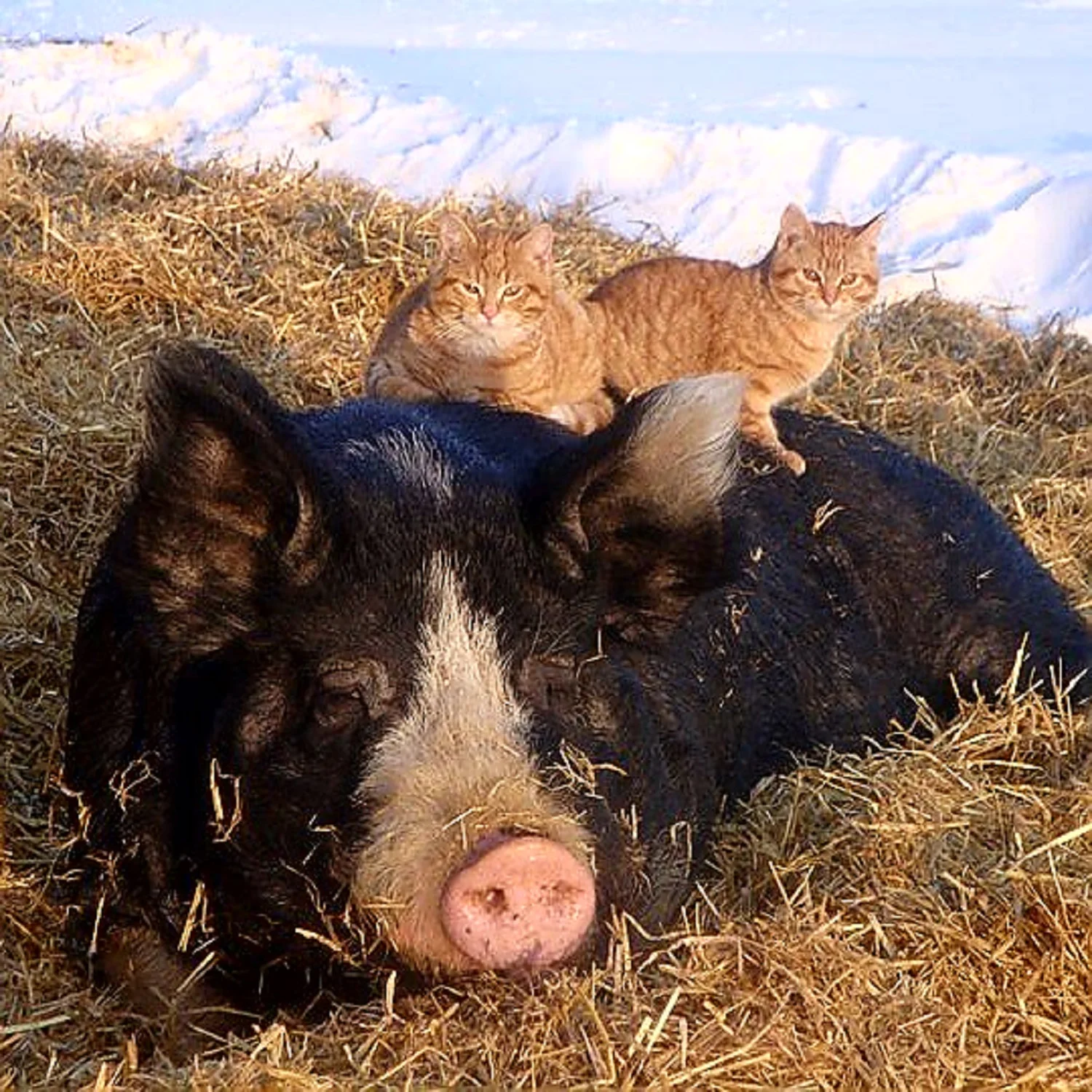 Pigs for sale — Cobblestone Farm