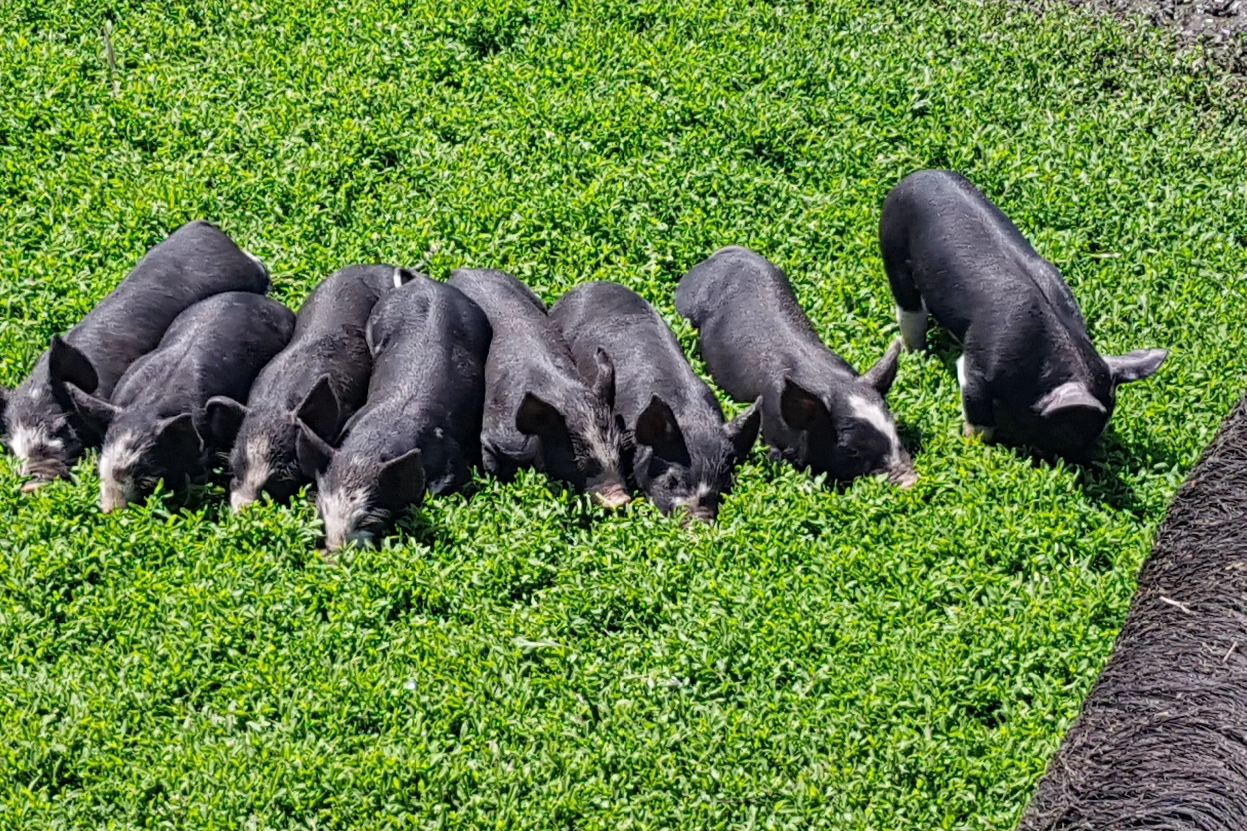Cobblestone Farm Naturally Raised Berkshire Pigs