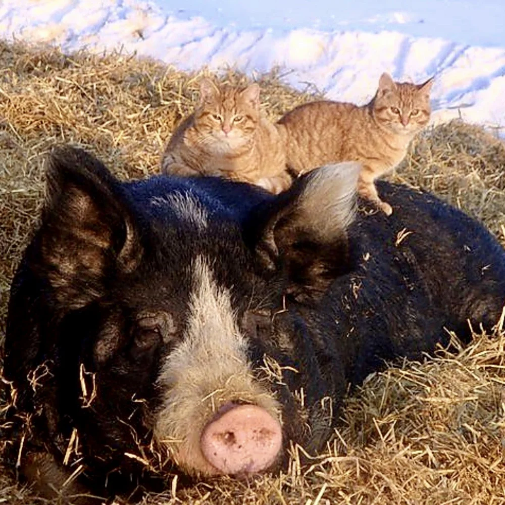 Cobblestone Farm Naturally Raised Berkshire Pigs