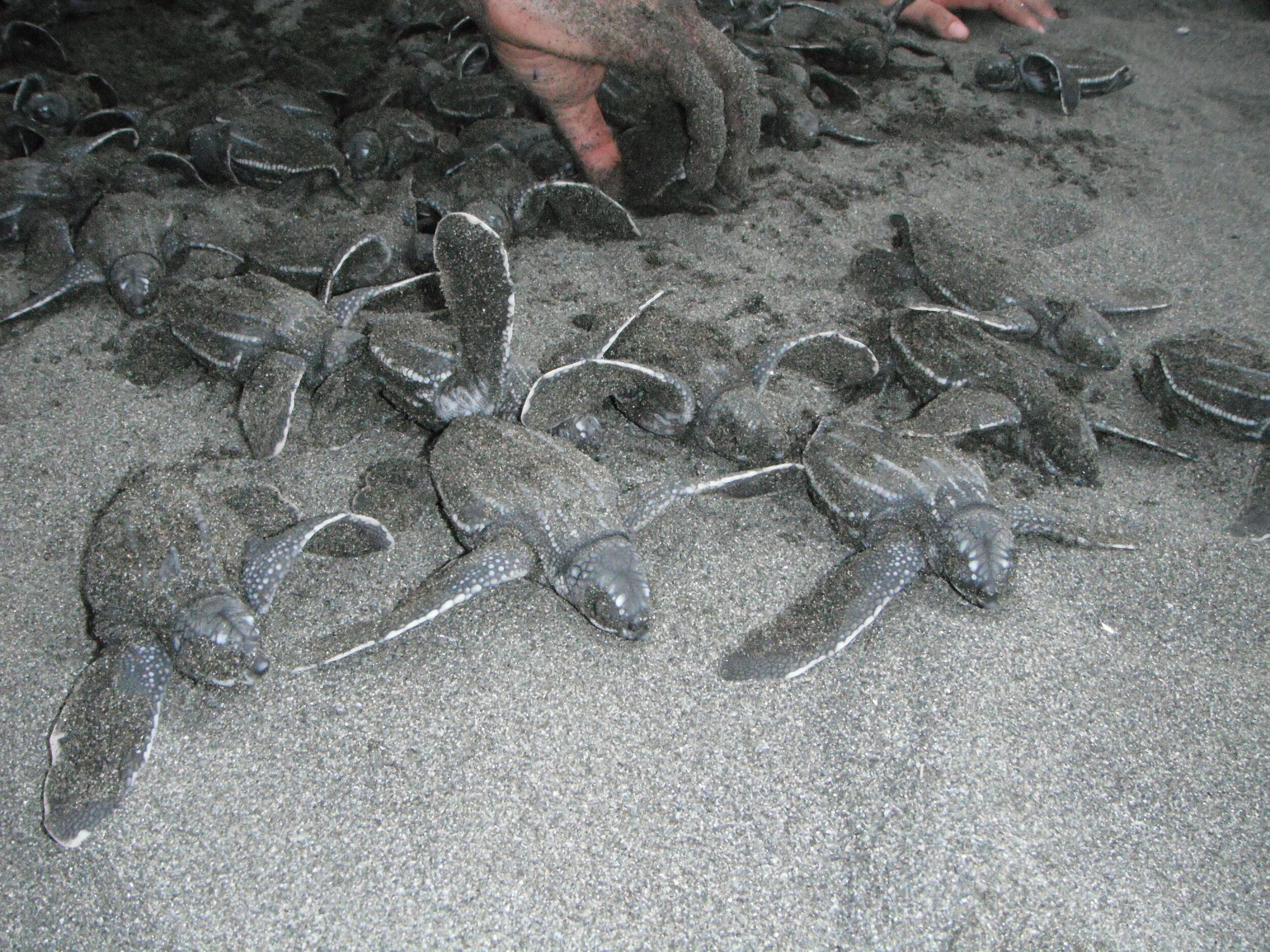 Leatherback Sea Turtle Esophagus