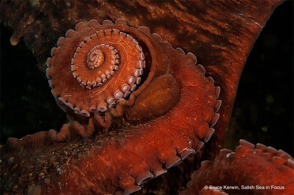Giant Pacific Octopus Anatomy