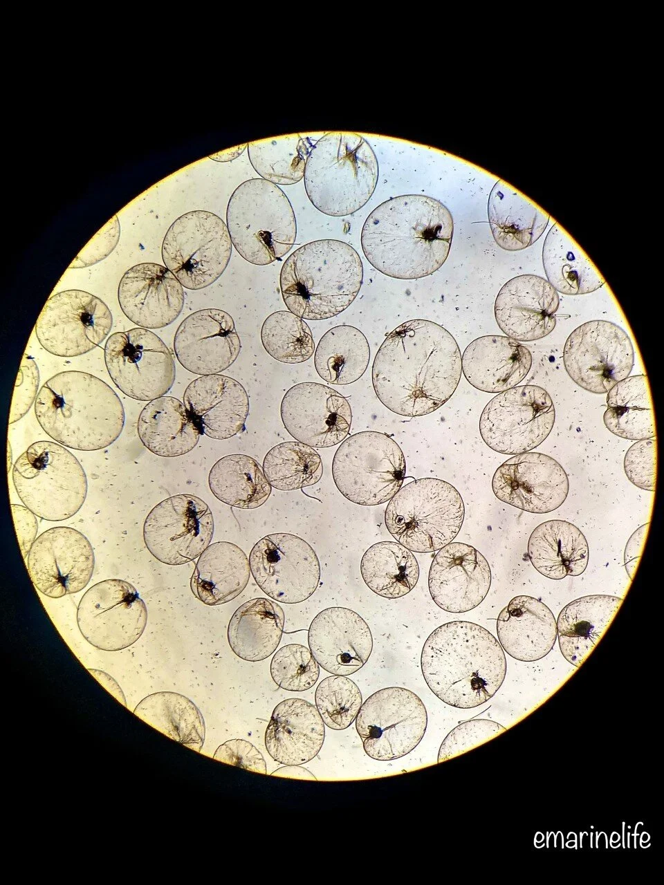 Dinoflagellates Microscope