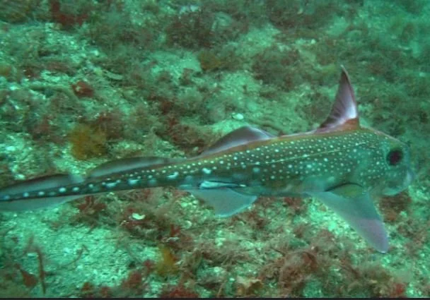 Spotted Ratfish Oct 30, 2008: Spotted Ratfish