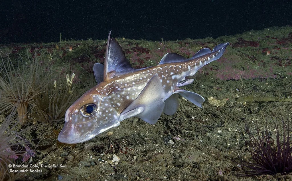 A Photographs Of The Largest And Smallest Ratfish Used