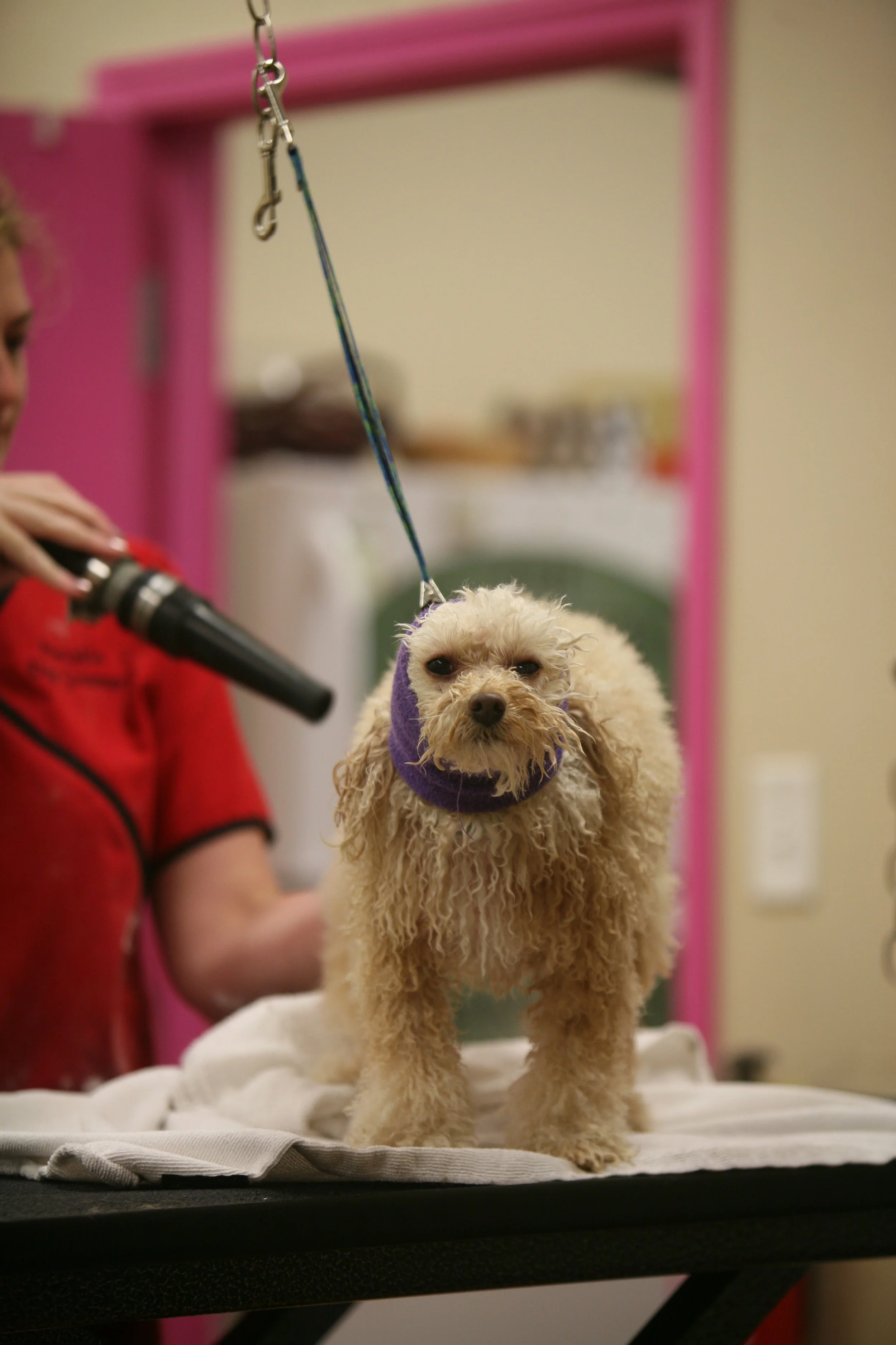 Book Appointment — The Barkery Bistro