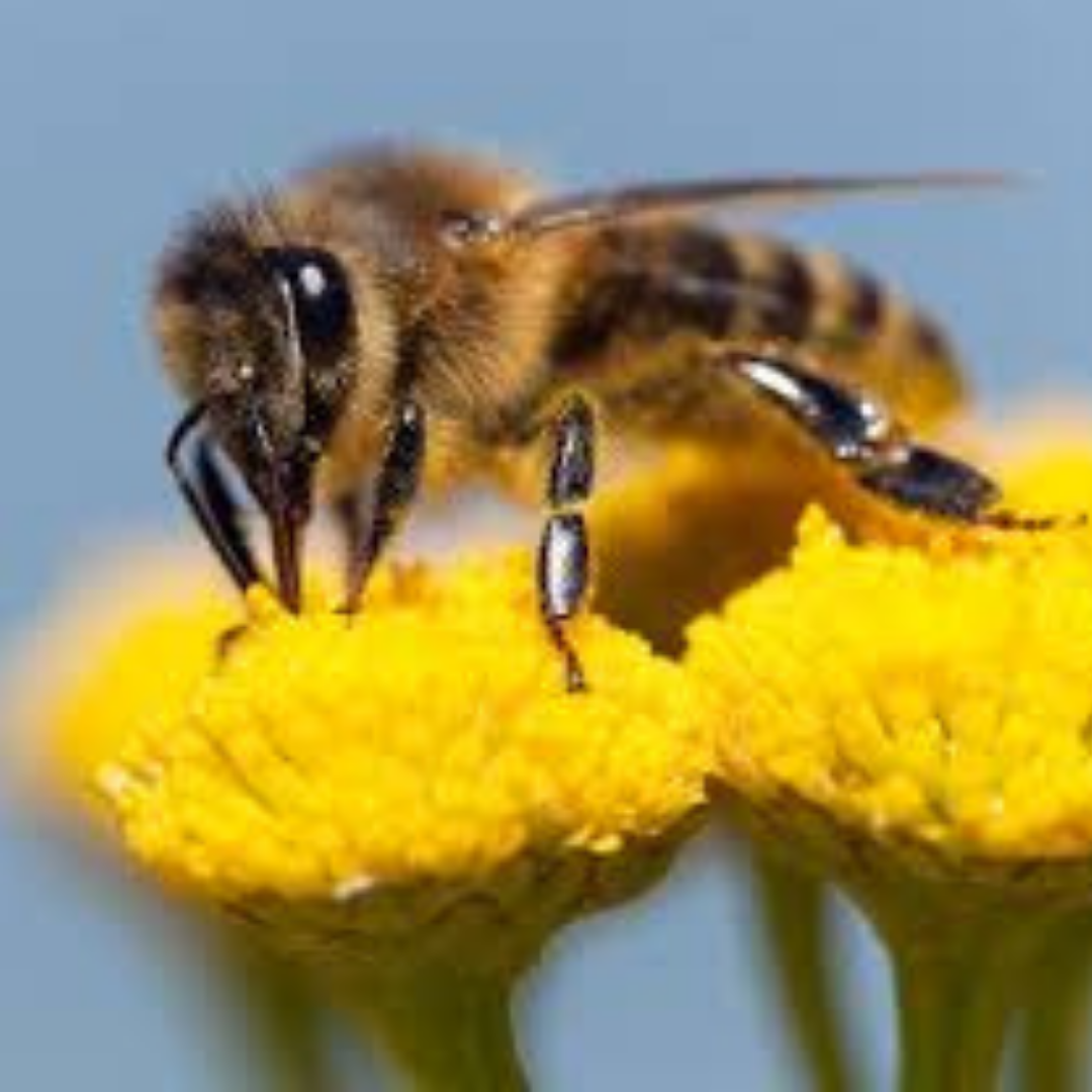 Honeybee — Kin Bees