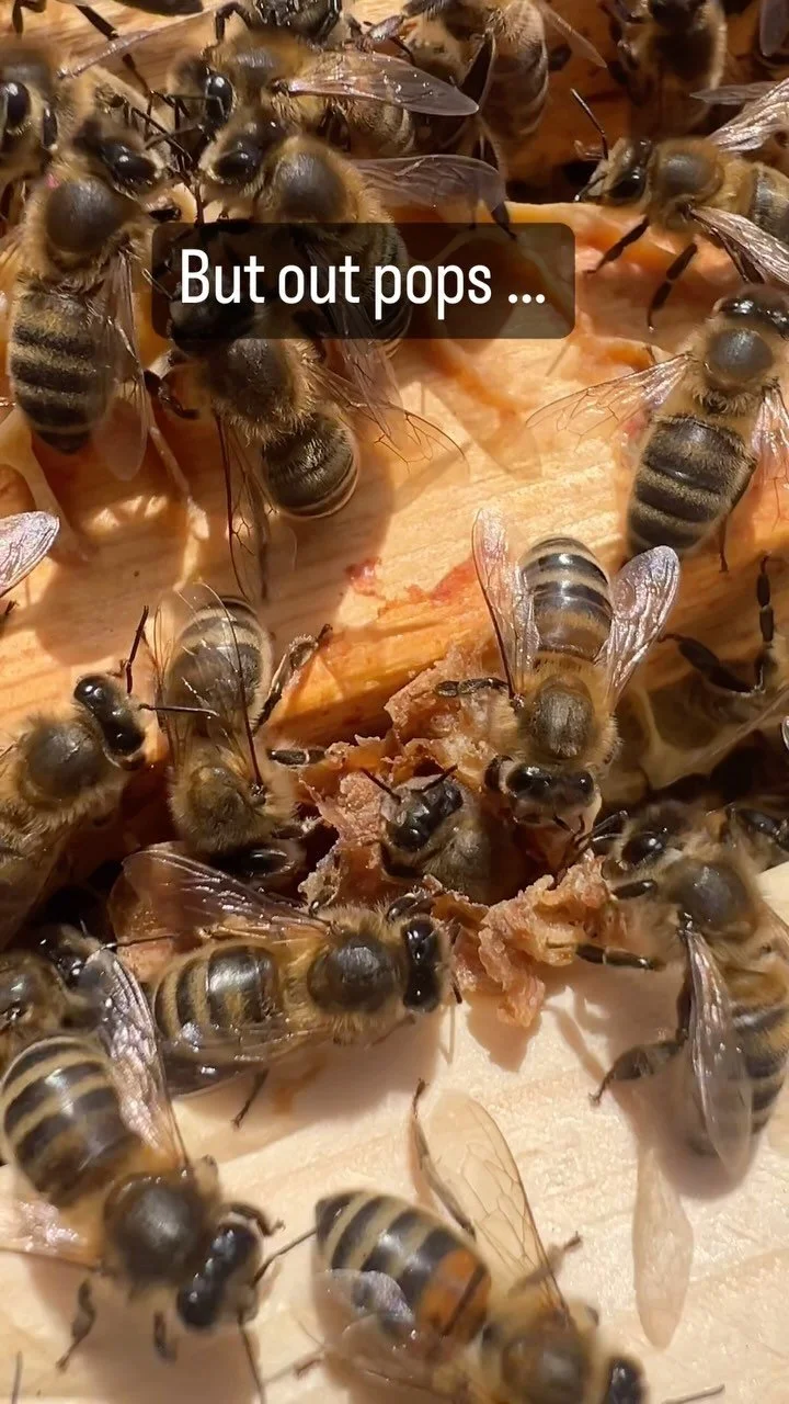 Award Winning Honey - Kin Bees - Beekeeping Experience - hive sponsorship