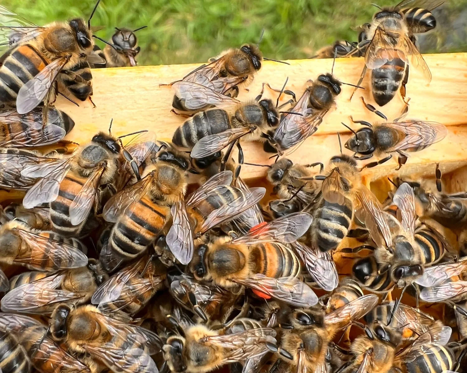 Award Winning Honey - Kin Bees - Beekeeping Experience - hive sponsorship