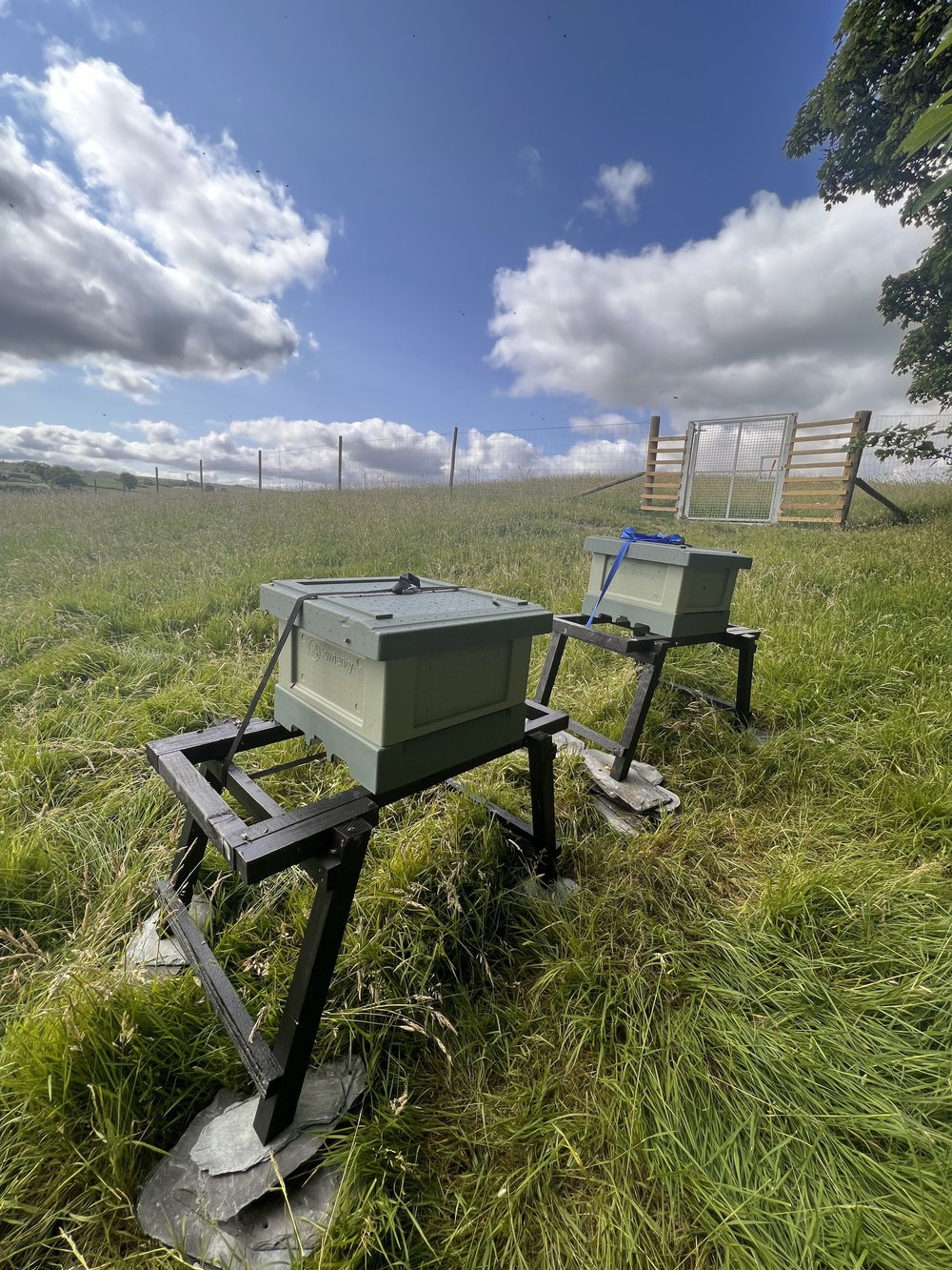 Award Winning Honey - Kin Bees - Beekeeping Experience - hive sponsorship