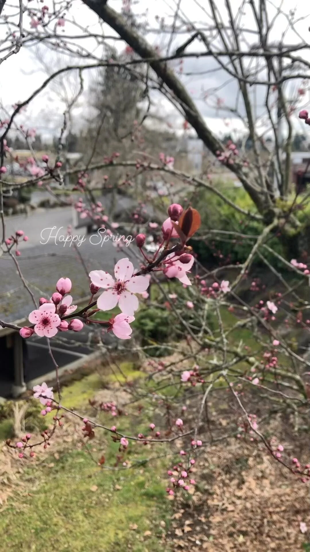 Dr. Mandi Murtaugh Physical Therapy + Yoga