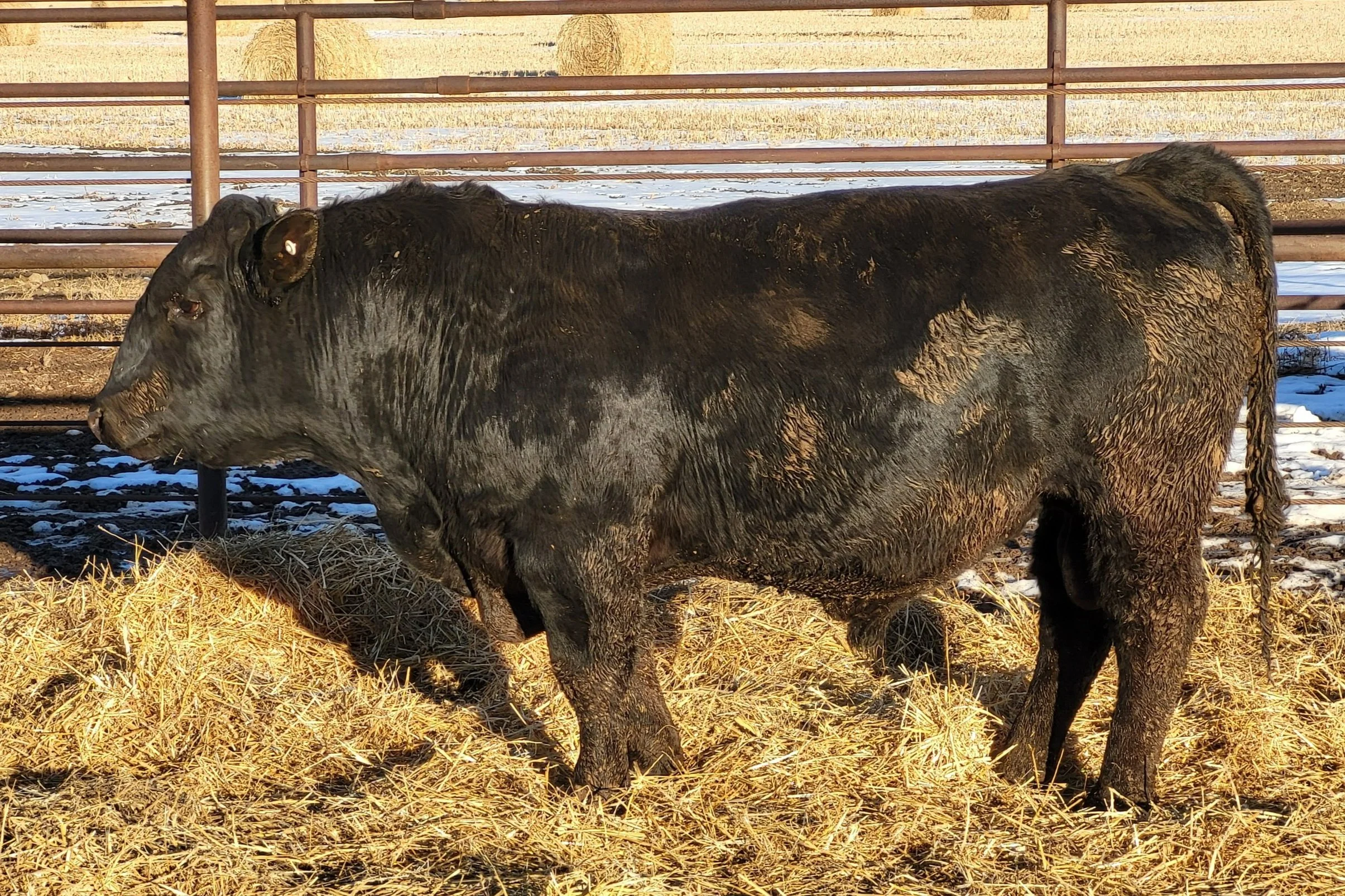 Bulls For Sale — Holle Gelbvieh Ranch