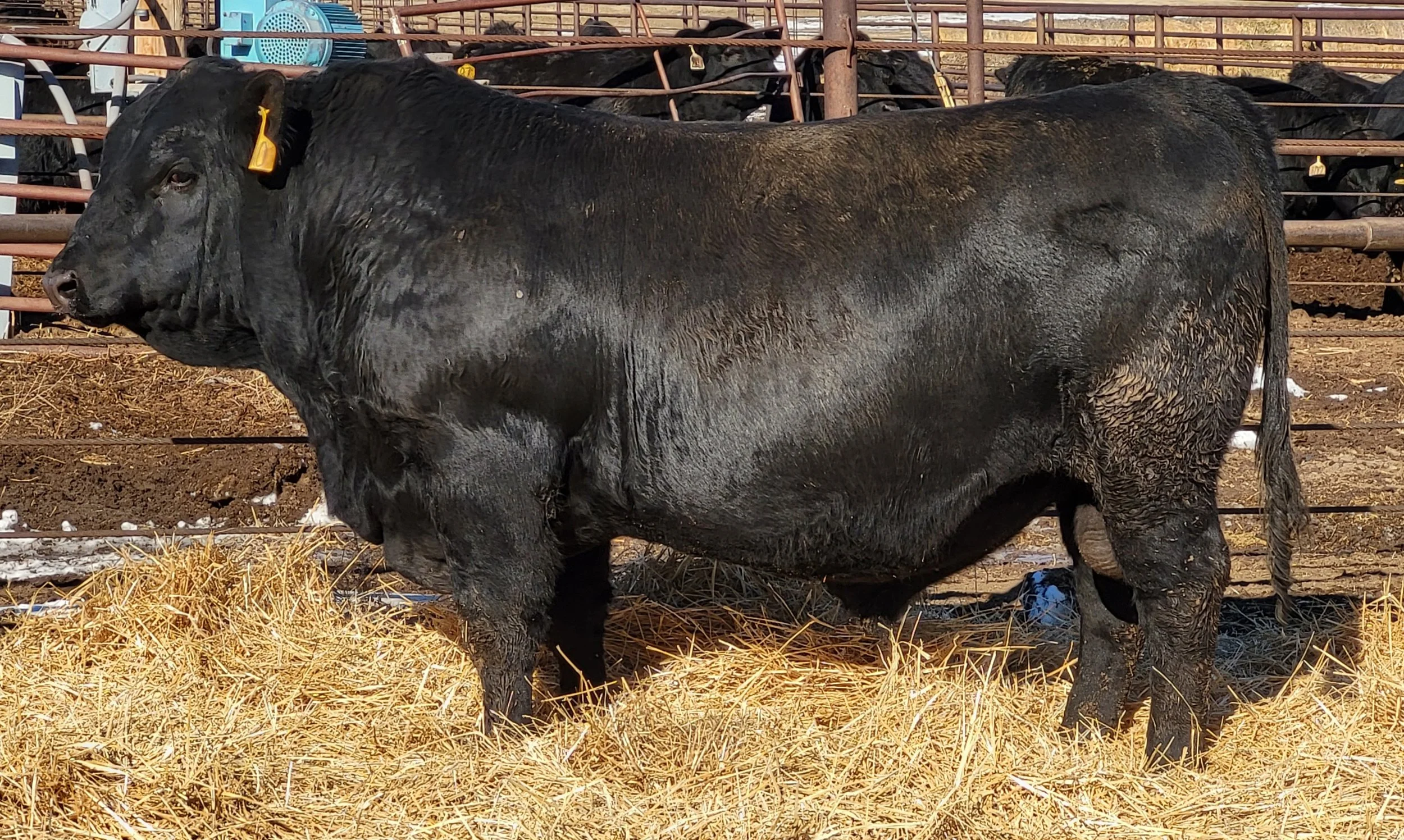 Bulls For Sale — Holle Gelbvieh Ranch