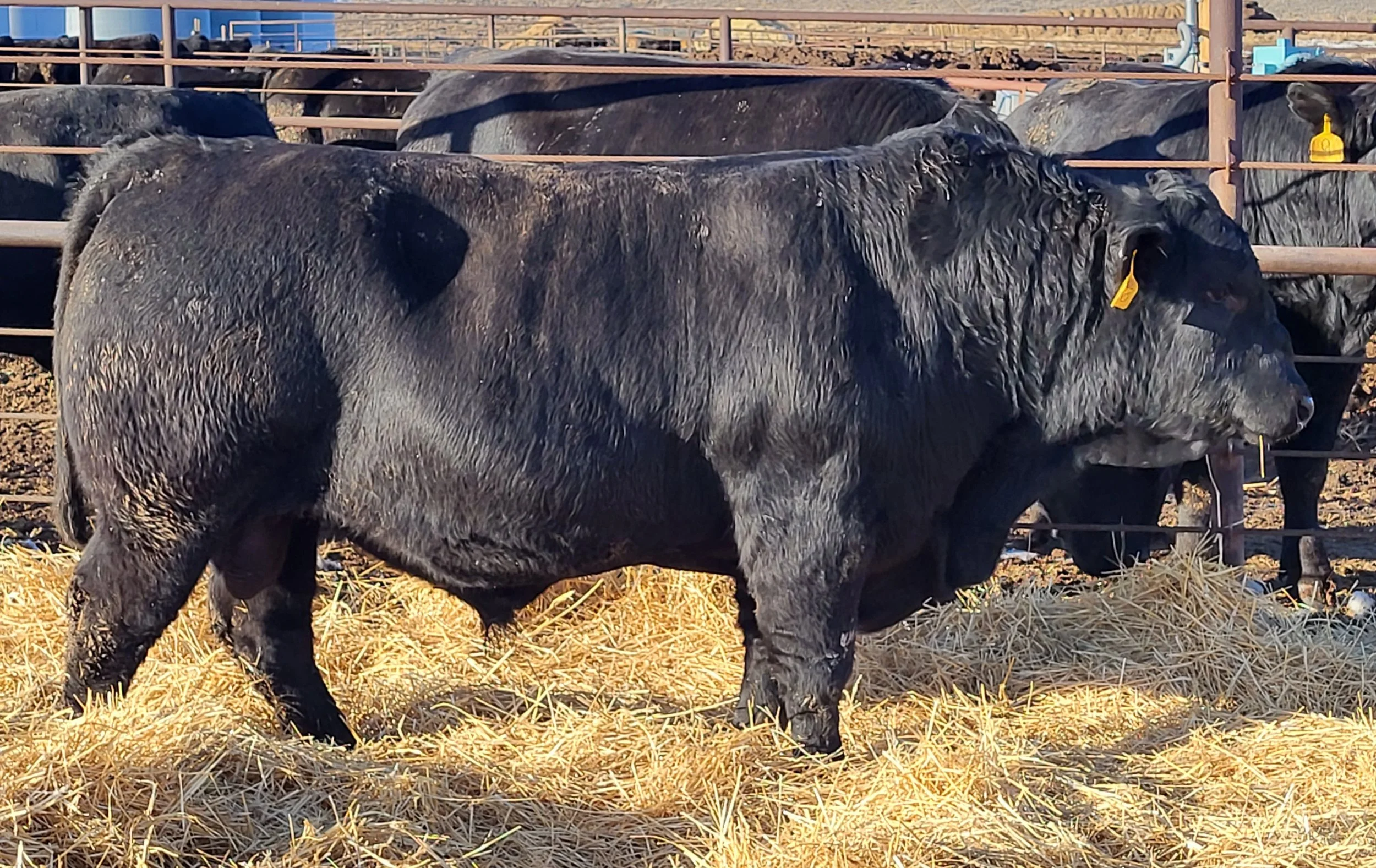 Bulls For Sale — Holle Gelbvieh Ranch