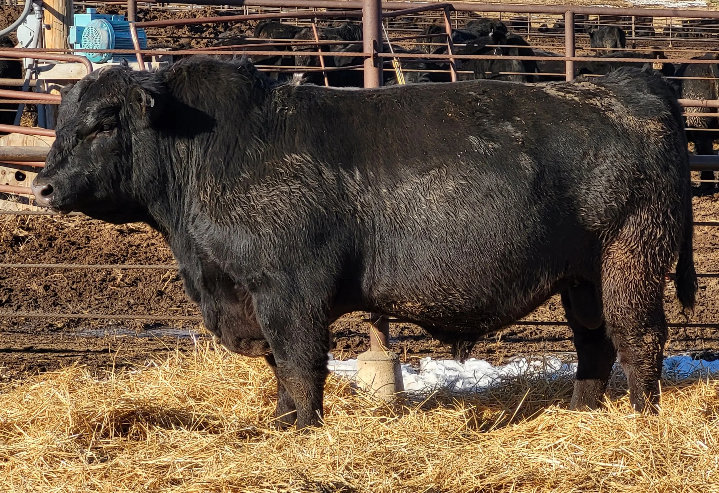 Bulls For Sale — Holle Gelbvieh Ranch