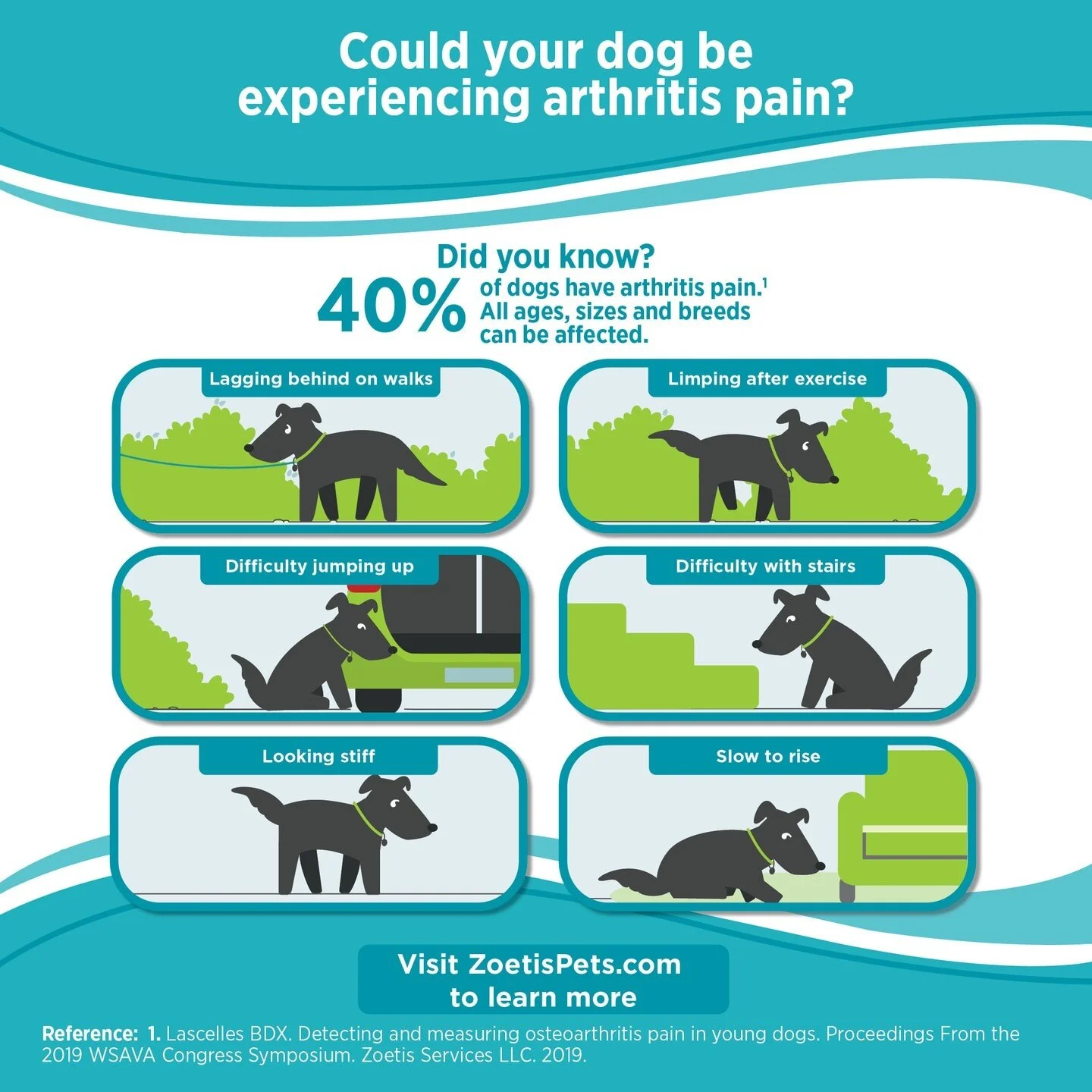 New Puppy? Richmond Dog Vet — Steveston Veterinary Hospital