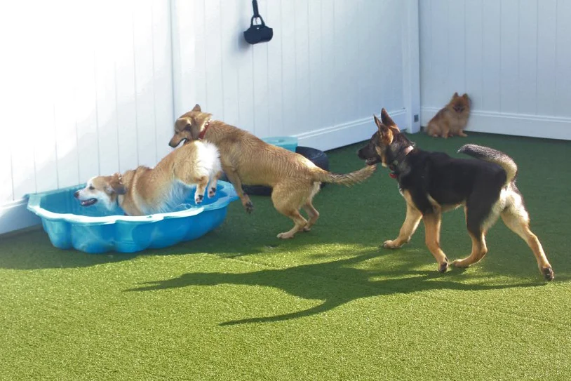 Day Care — Jolly Dogs