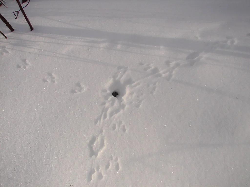 Embracing the Cold: The Subnivean Ecosystem — Mississippi Park Connection
