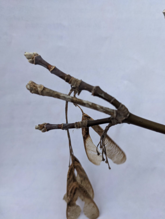 Silent Sentinels: Discovering the Beauty of Dormant Deciduous Trees ...