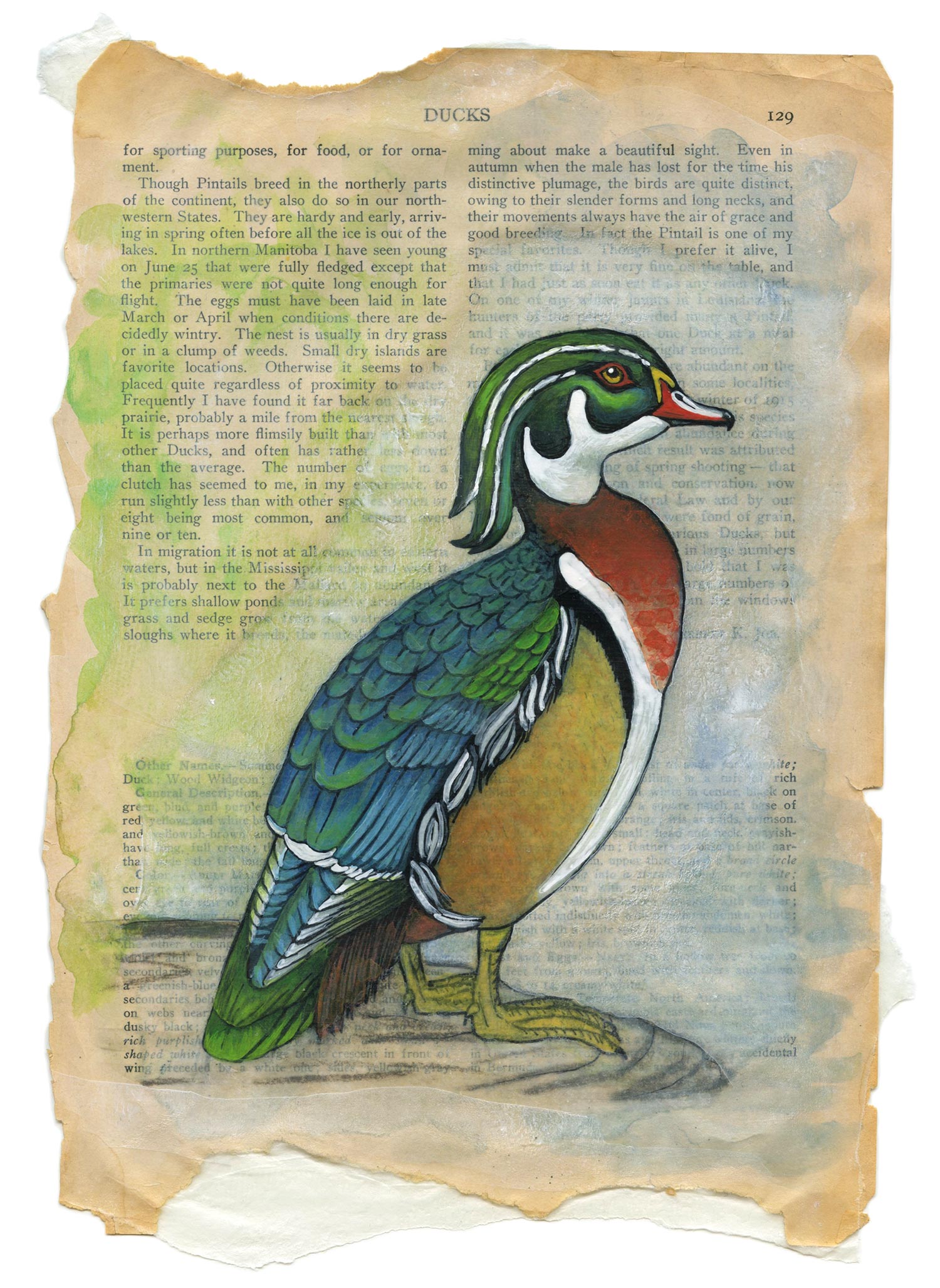 Birds Of Missouri Series — Anna Jack (AJ) Shelburne Anna Jay Matejcek