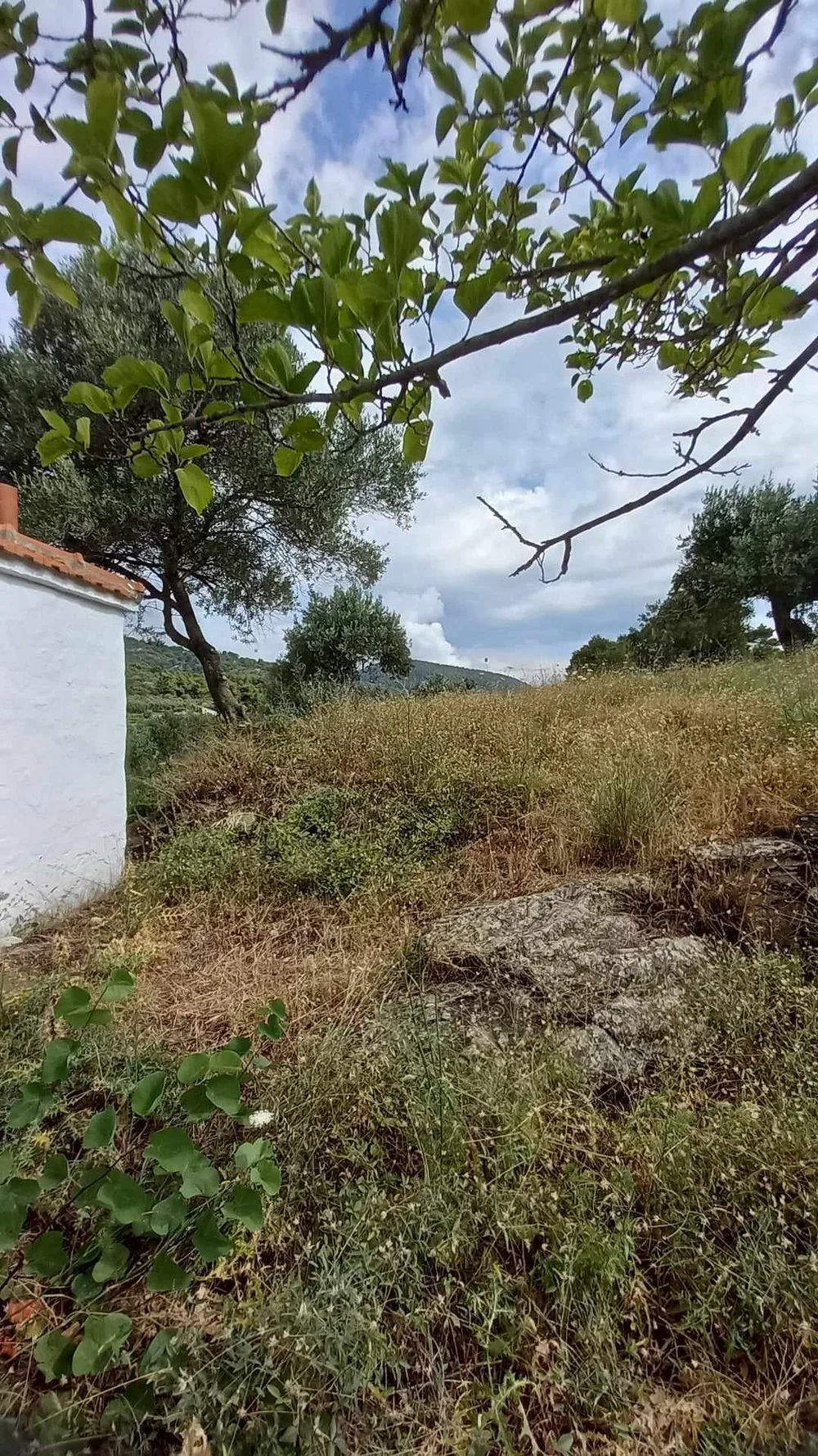 Farmhouse with a big piece of land — Skopelos Dream Properties for sale