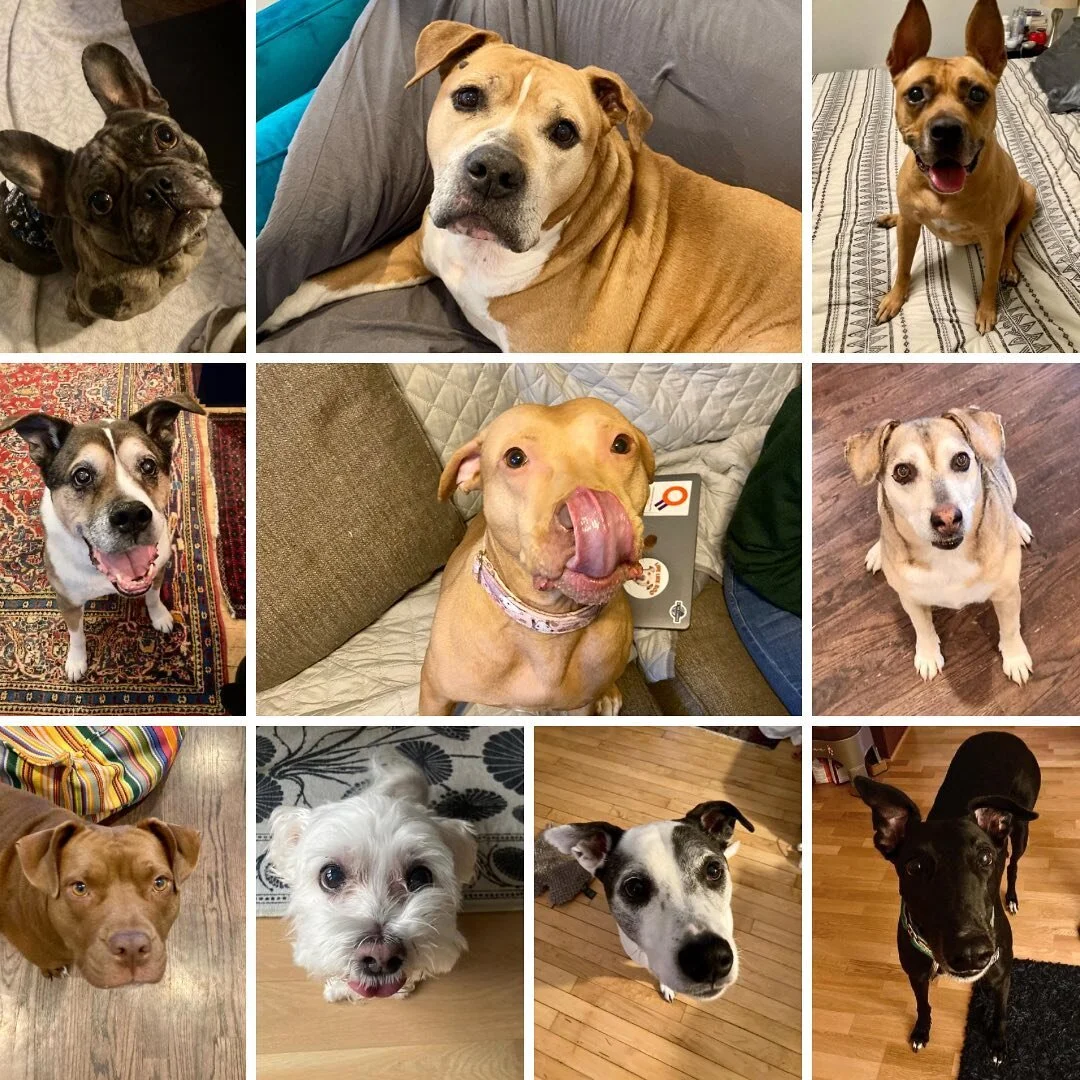 Wellness & Wags | Canine Massage Therapy in Chicago, IL